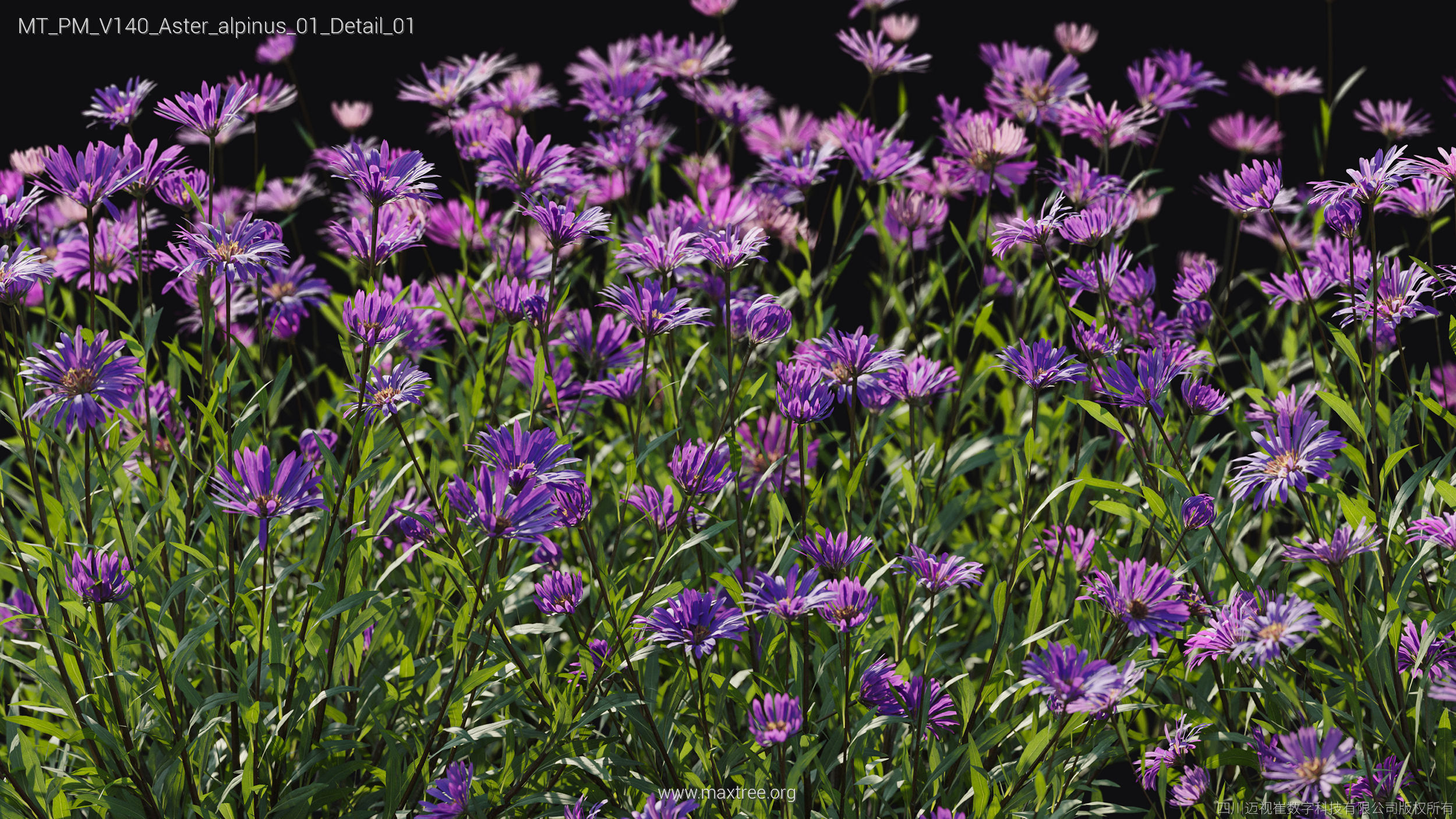 Maxtree Plant Models Vol 140 - Mesh 3D model | CGTrader