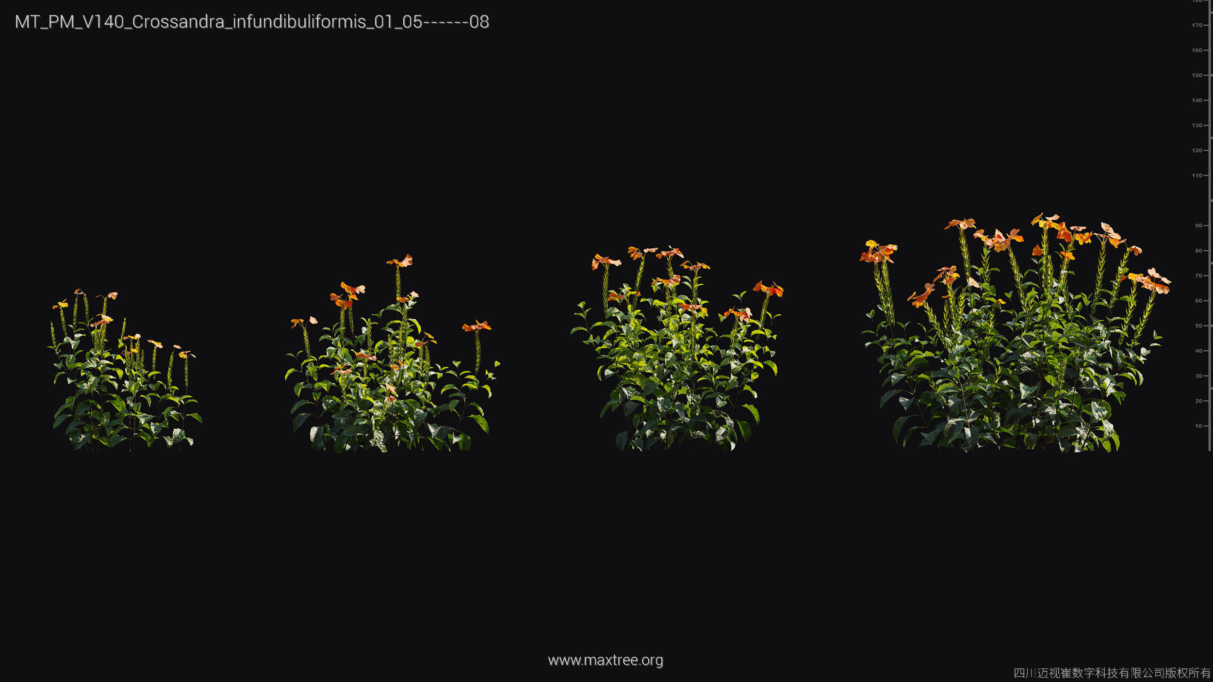 Maxtree Plant Models Vol 140 - Mesh 3D model | CGTrader