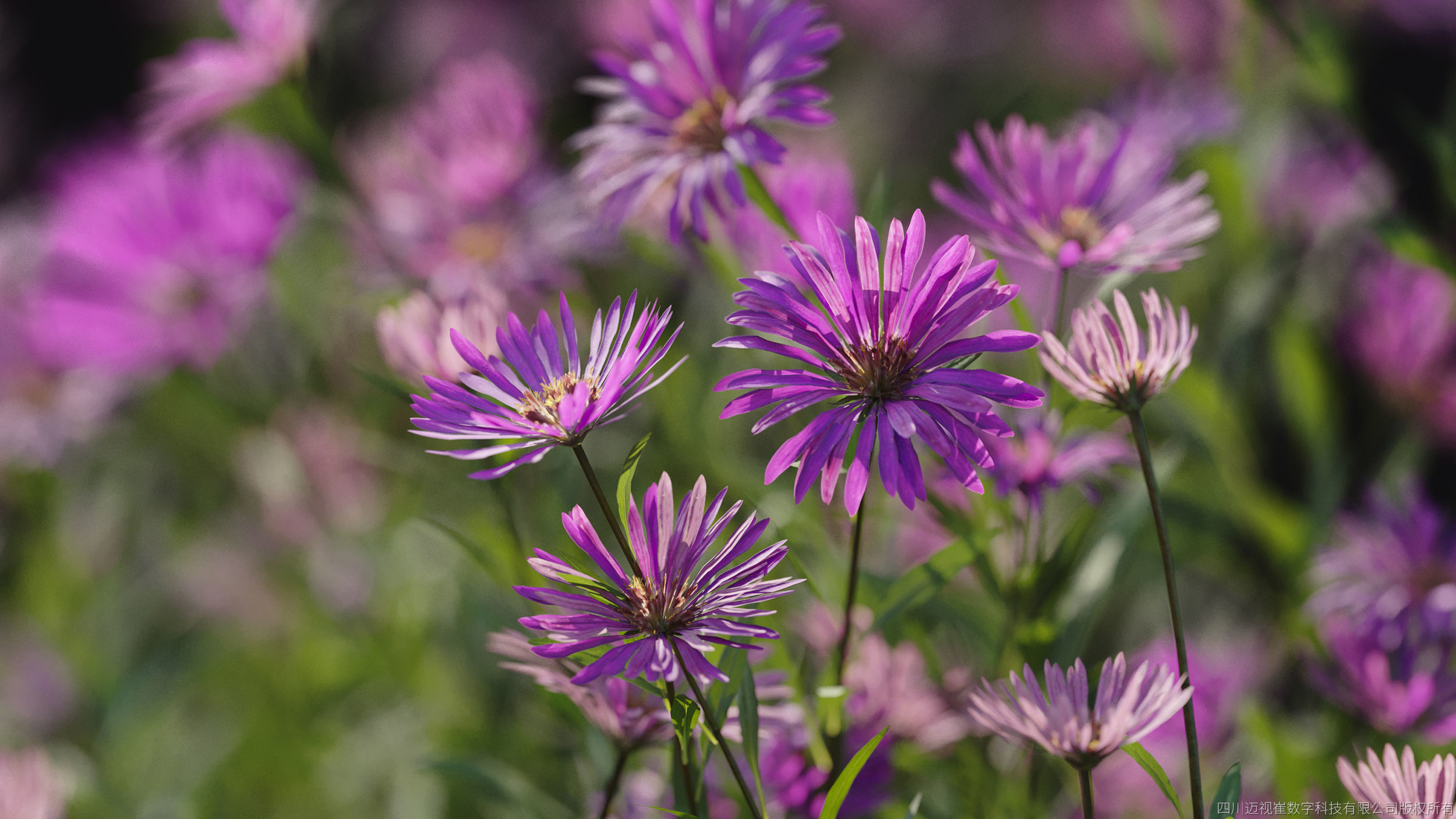 Maxtree Plant Models Vol 140 - Mesh 3D model | CGTrader