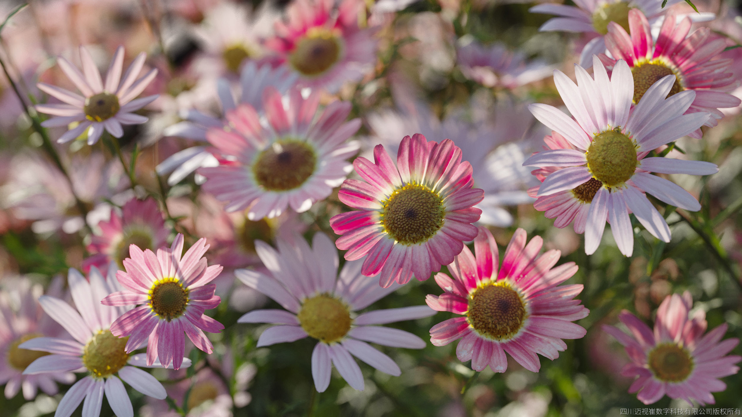 Maxtree Plant Models Vol 140 - Mesh 3D model | CGTrader