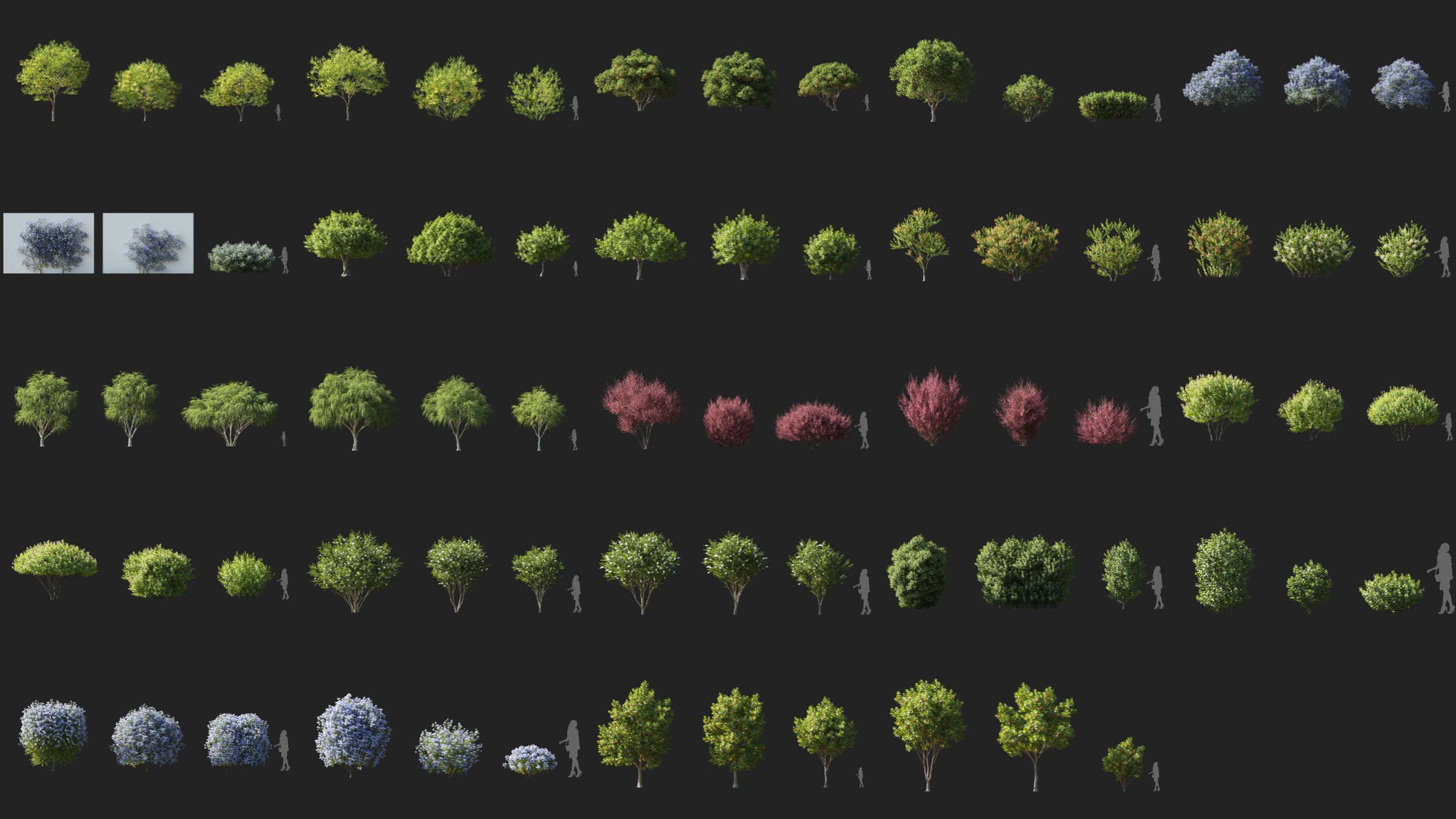 Maxtree Plant Models Vol 141 - Mesh 3D model | CGTrader