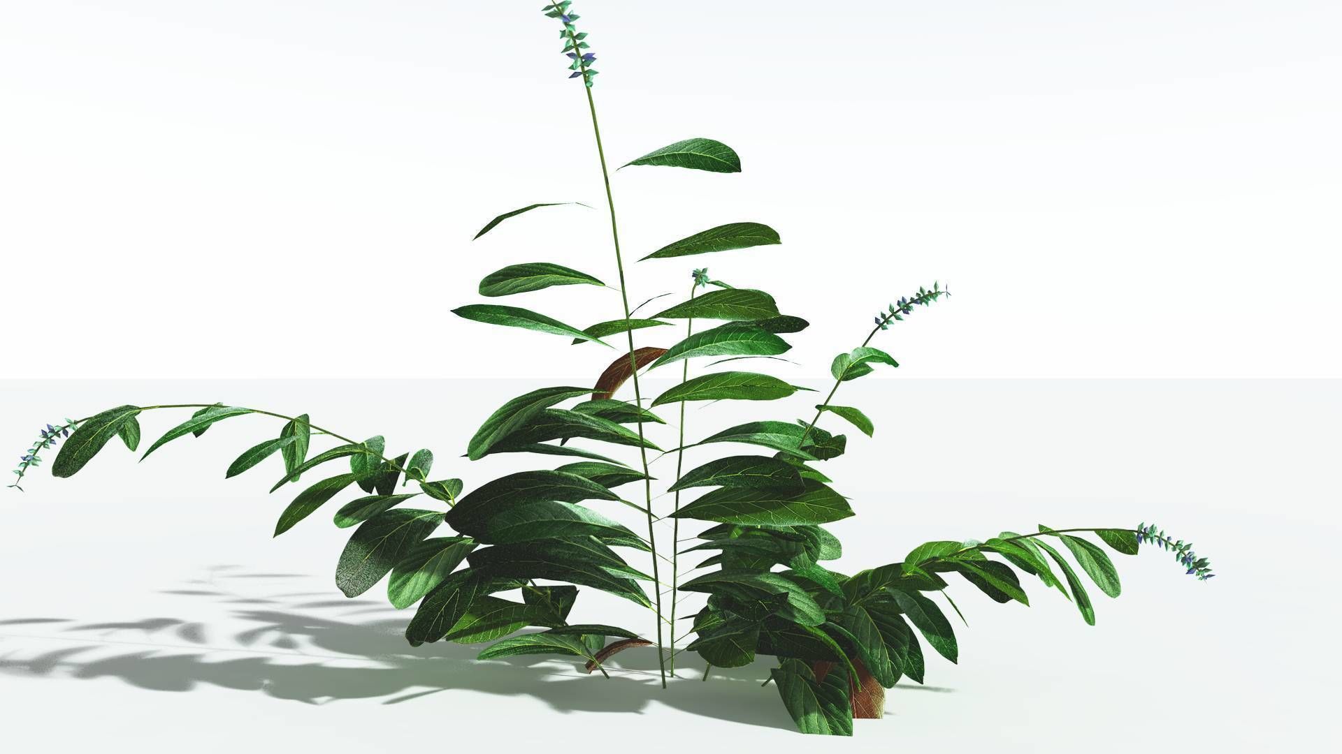 3D model EVERYPlant Native Ginger LowPoly 2 --15 Models-- VR / AR / low ...