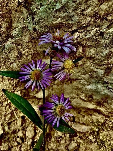 china map 3D model | CGTrader