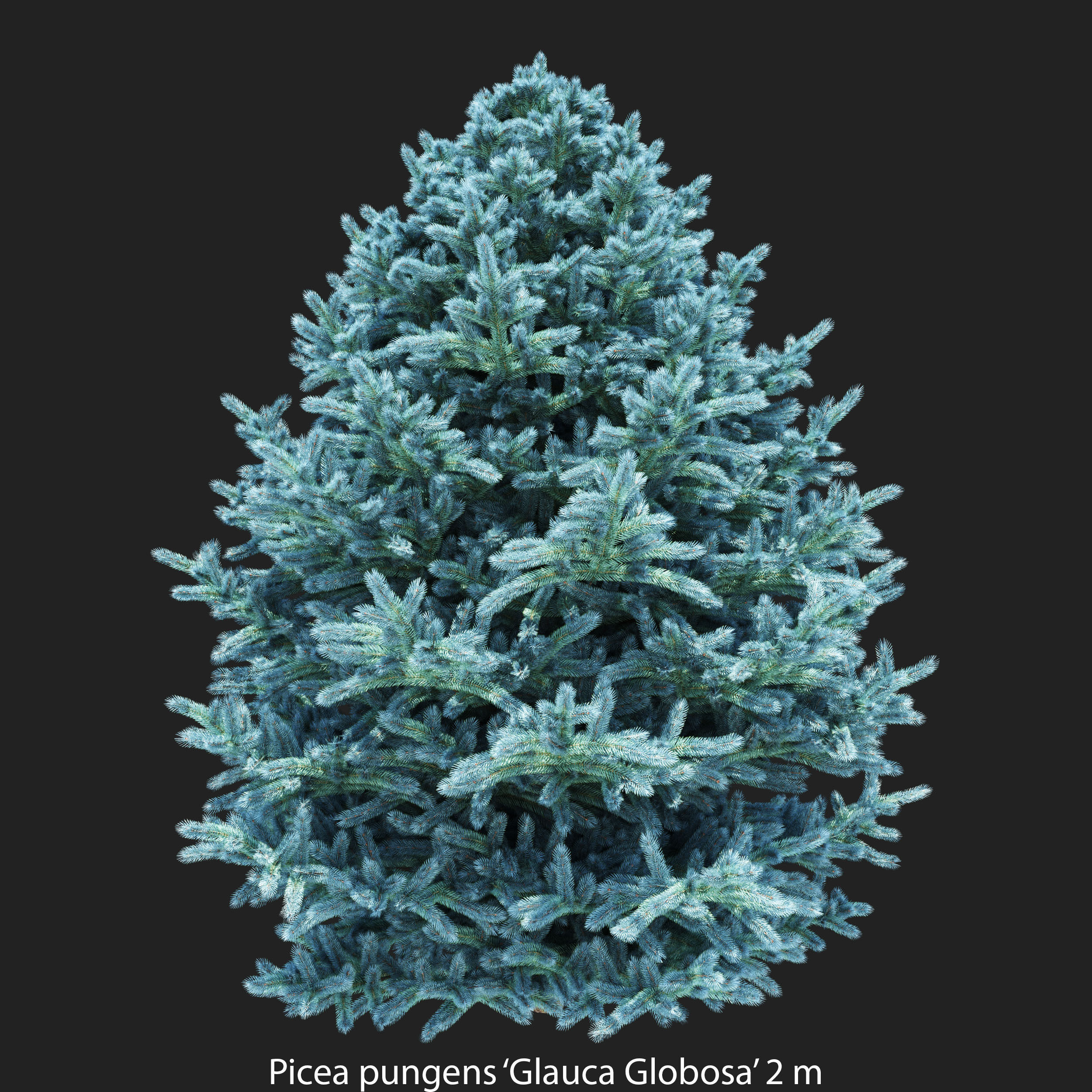 Blue spruce - Picea Pungens Glauca Globosa 2m 3D model | CGTrader