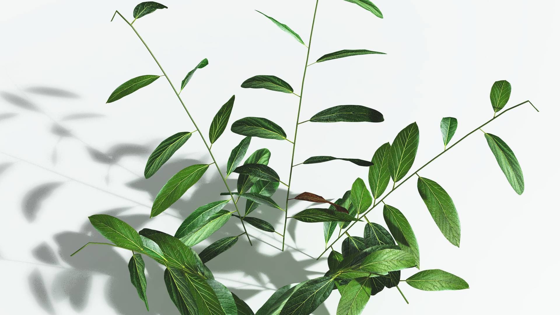 3D model EVERYPlant Native Ginger LowPoly 4 --15 Models-- VR / AR / low ...