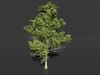 3D model Realistic green tree VR / AR / low-poly | CGTrader