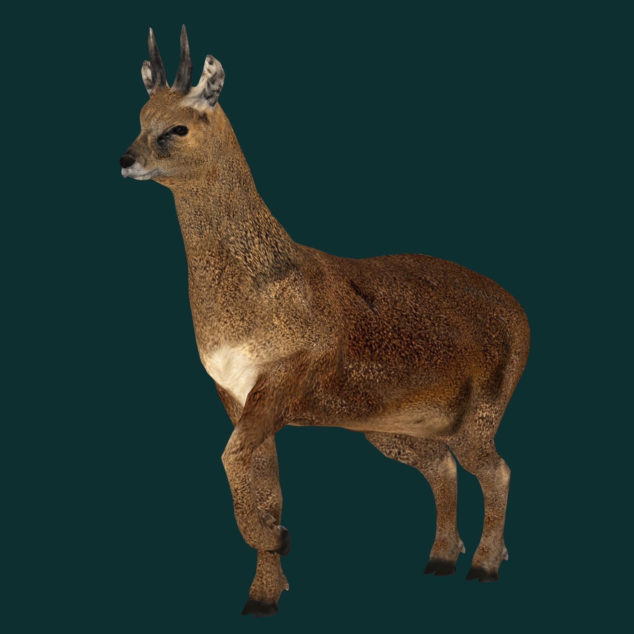 3D model Klipspringer Small Antelope VR / AR / low-poly rigged animated ...