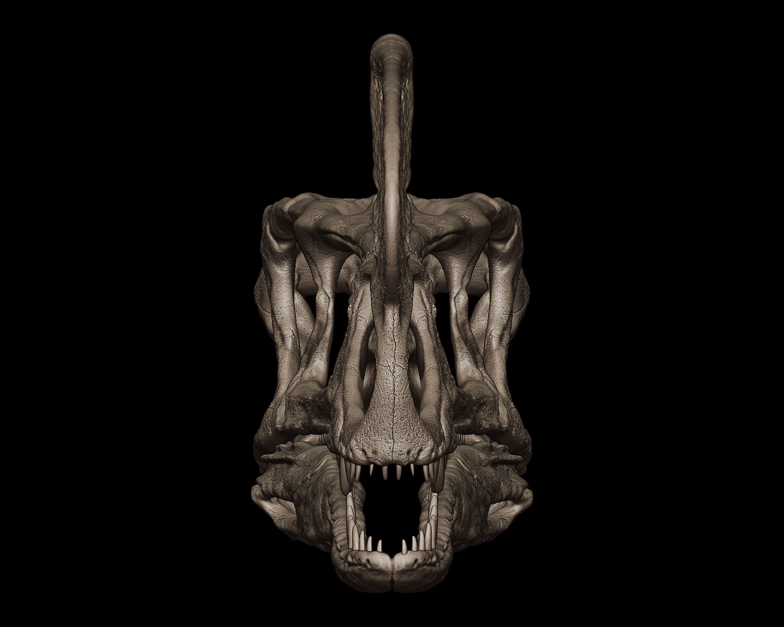 Proceratosaurus Skull 3D model 3D printable | CGTrader