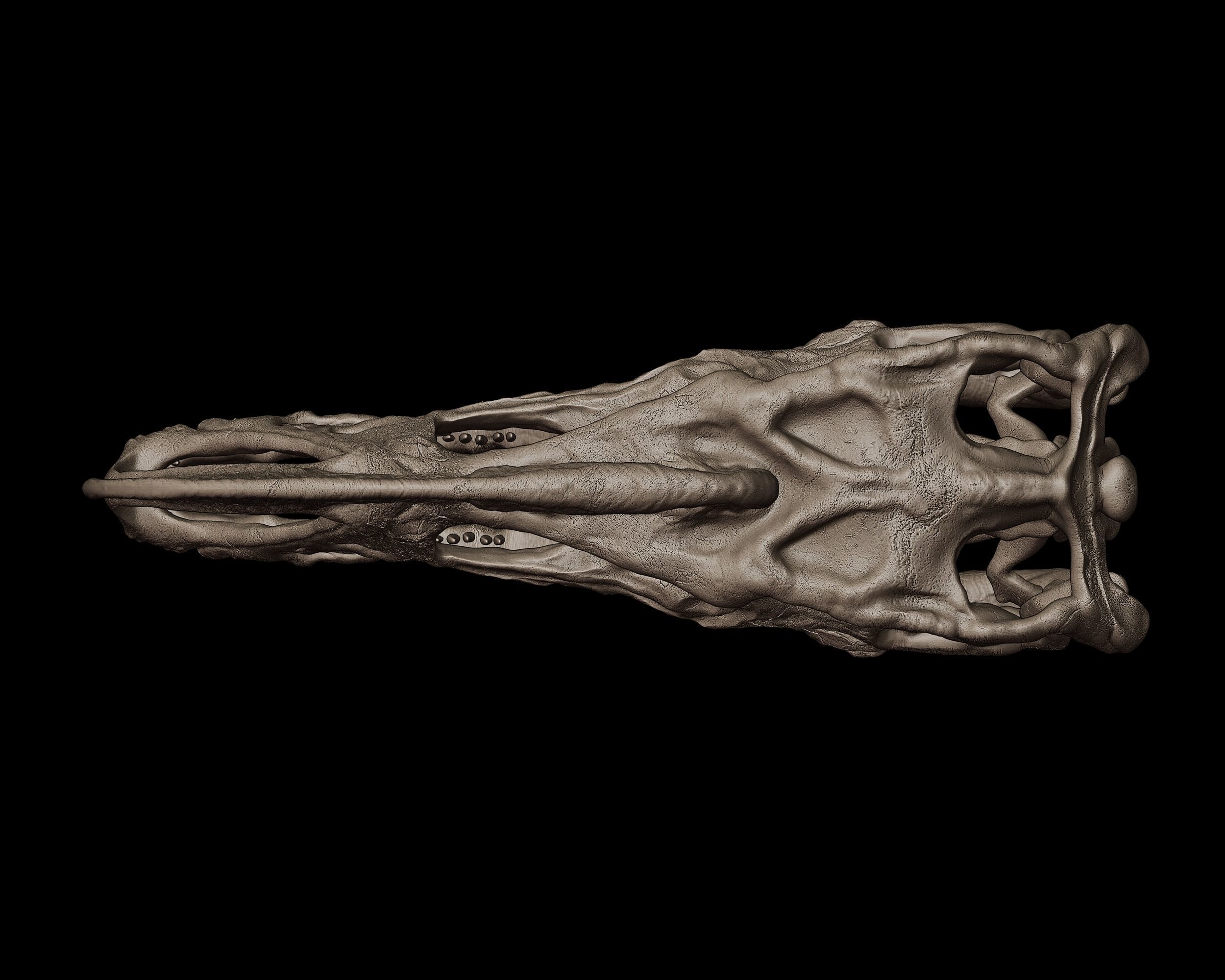 Proceratosaurus Skull 3D model 3D printable | CGTrader