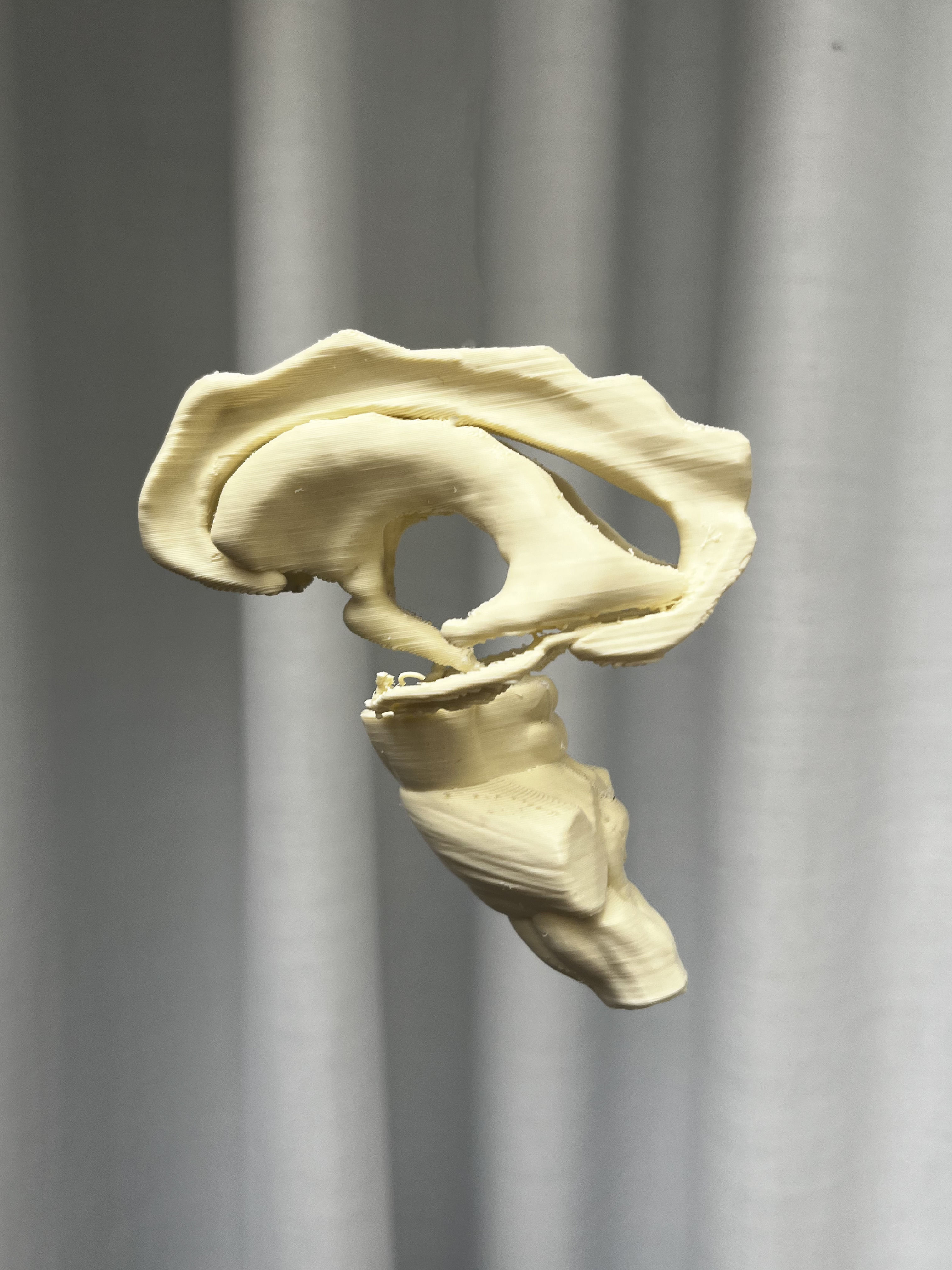 FULL BRAIN ANATOMY 3D model 3D printable | CGTrader