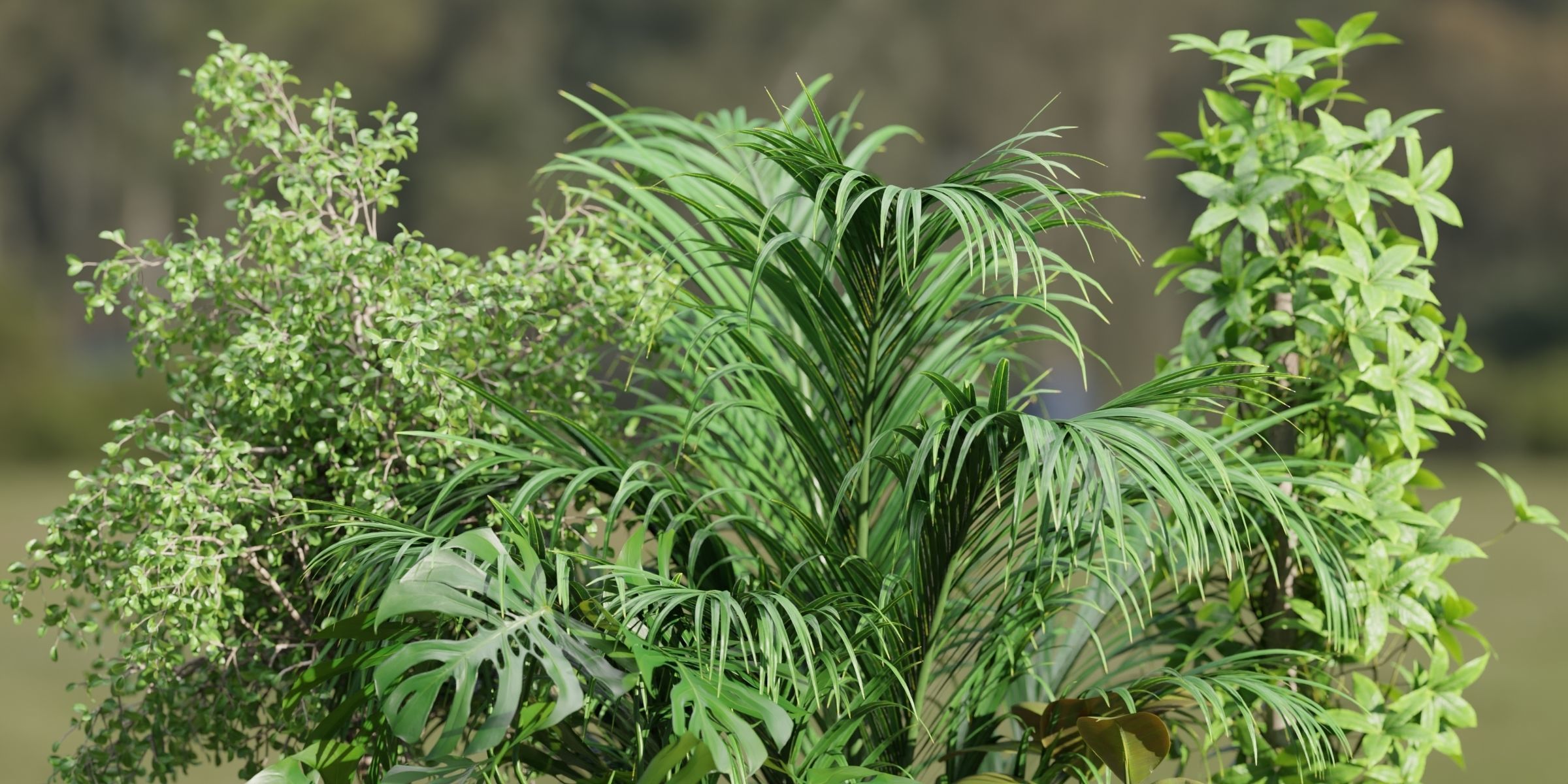 indoor plants collection vol 181-Blender 3D model | CGTrader