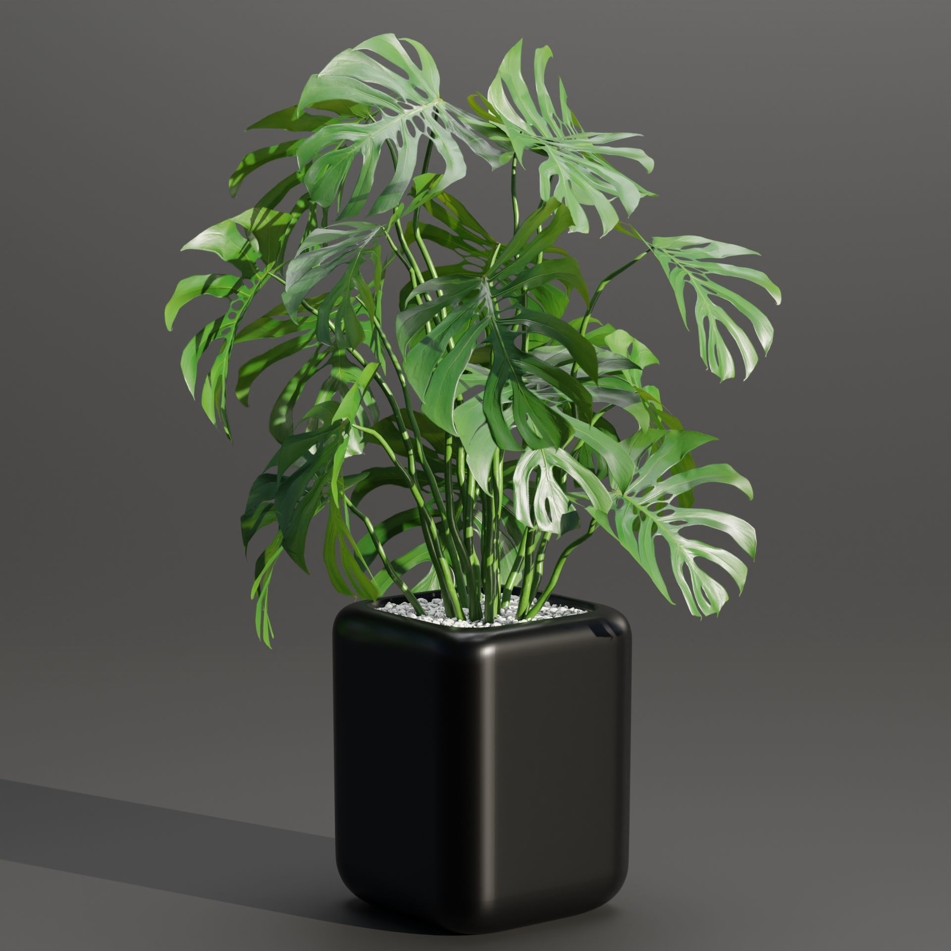 indoor plants collection vol 181-Blender 3D model | CGTrader