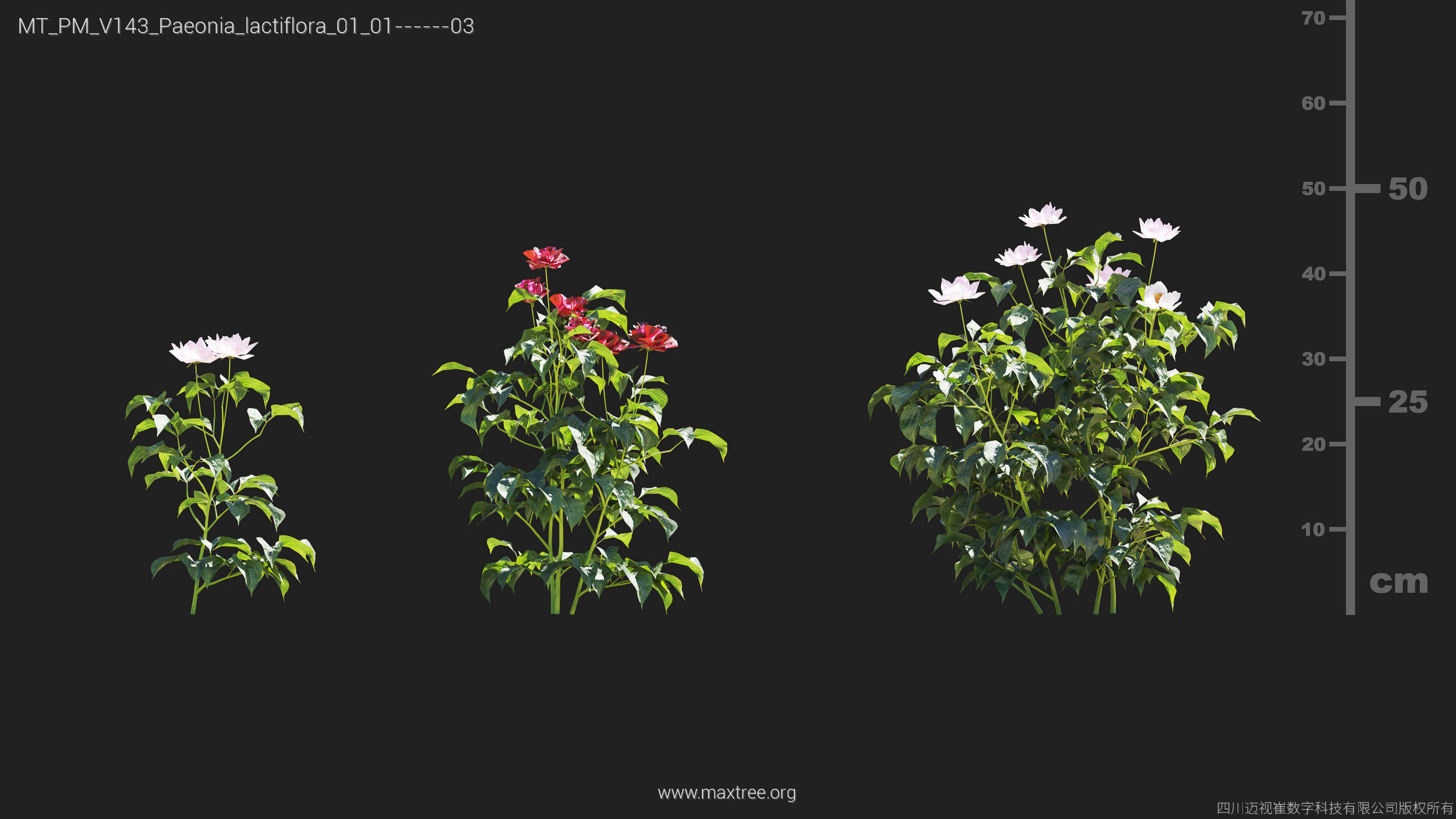 Maxtree Plant Models Vol 143 - Mesh 3D model | CGTrader