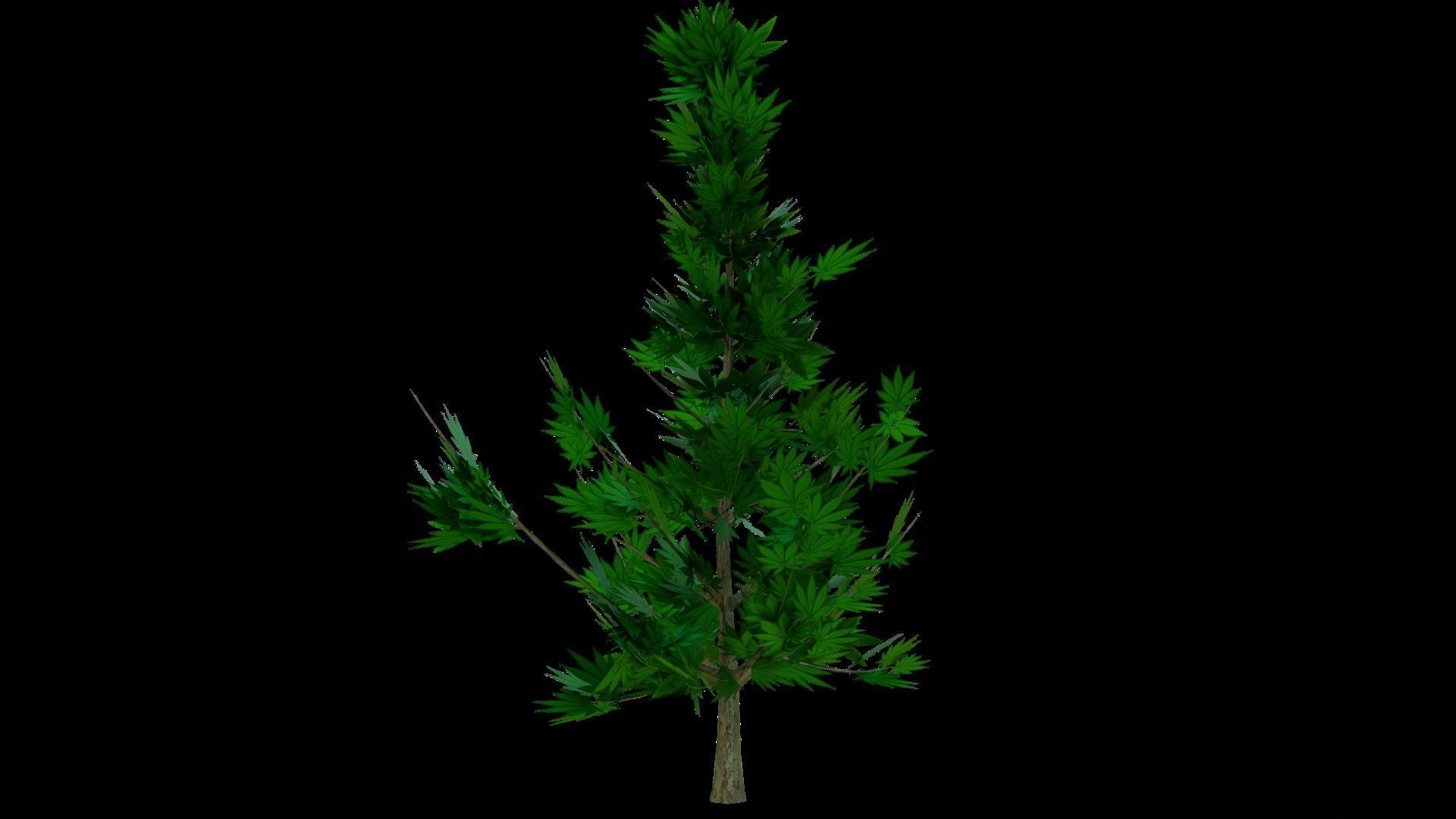 3D model Growing Hemp Low Poly VR / AR / low-poly | CGTrader