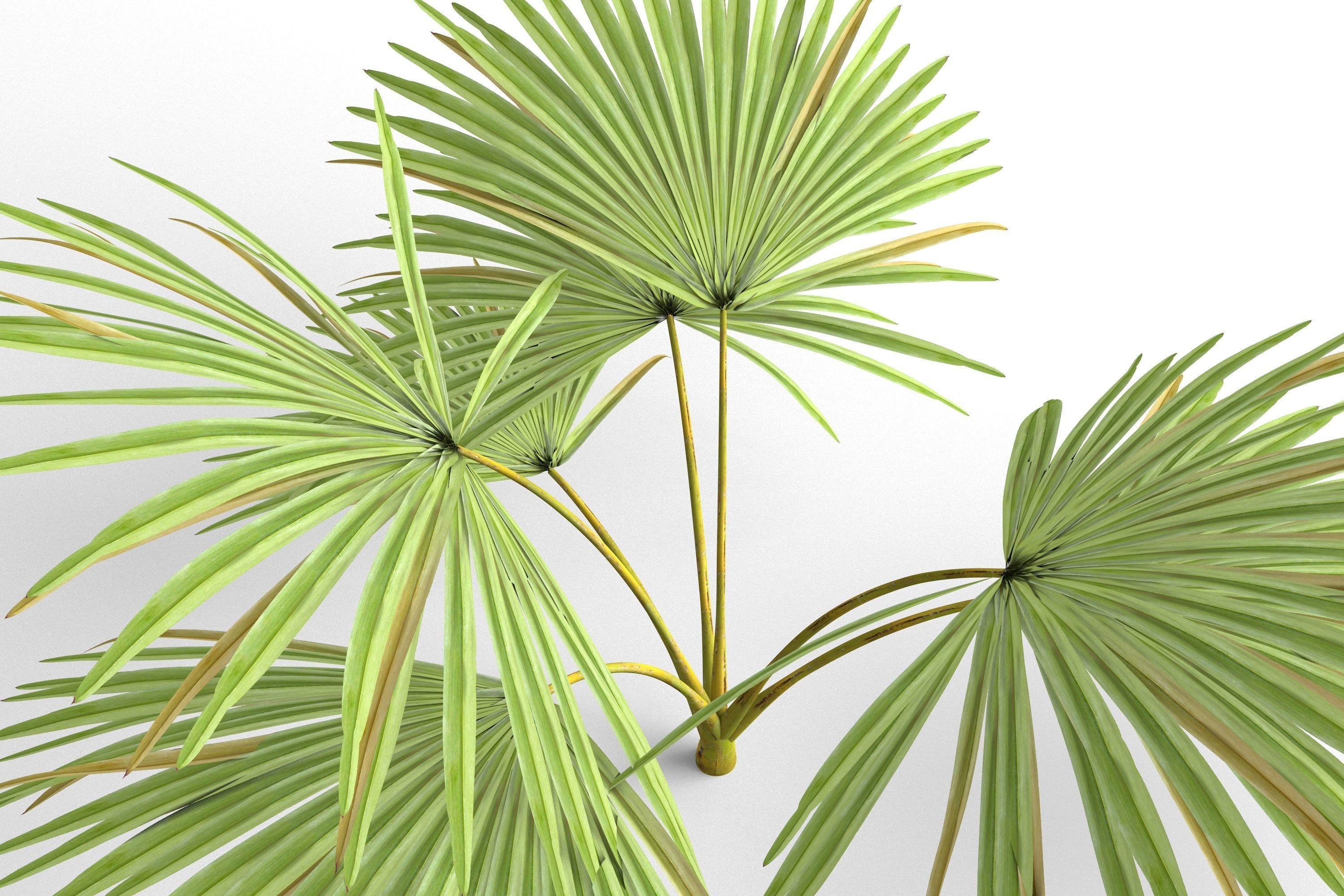 Palm Tree Leaves 3D model | CGTrader