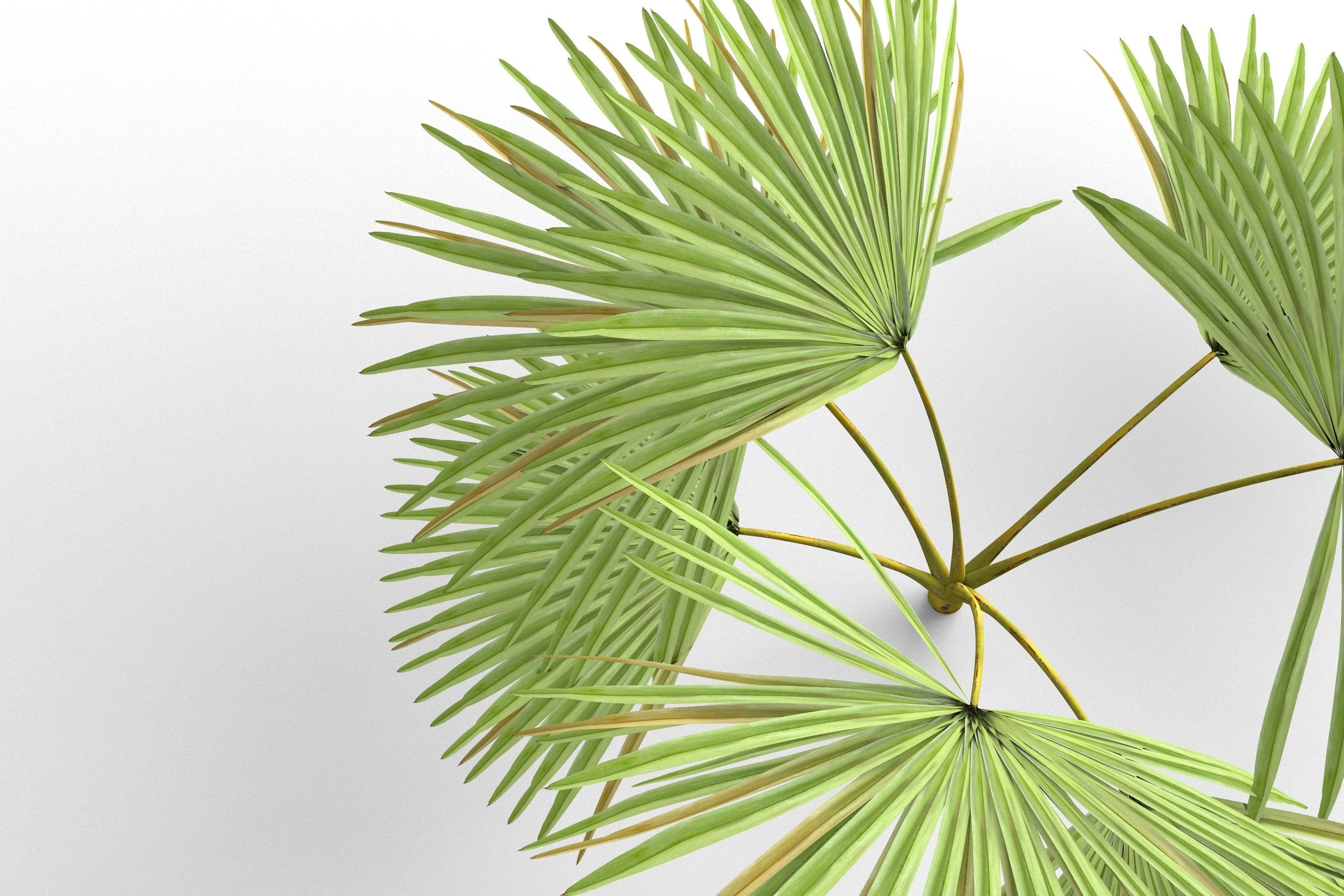Palm Tree Leaves 3D model | CGTrader