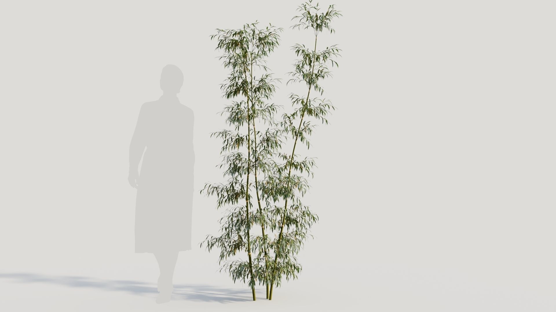 Bambusa multiplex a 3D model | CGTrader