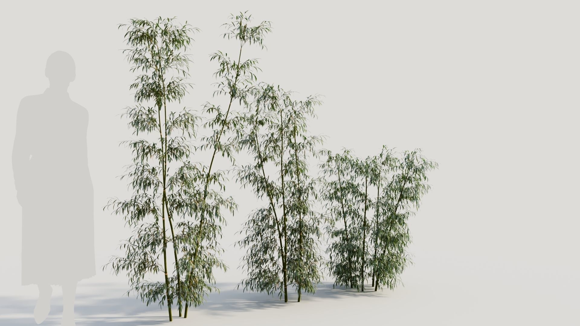 Bambusa multiplex a 3D model | CGTrader