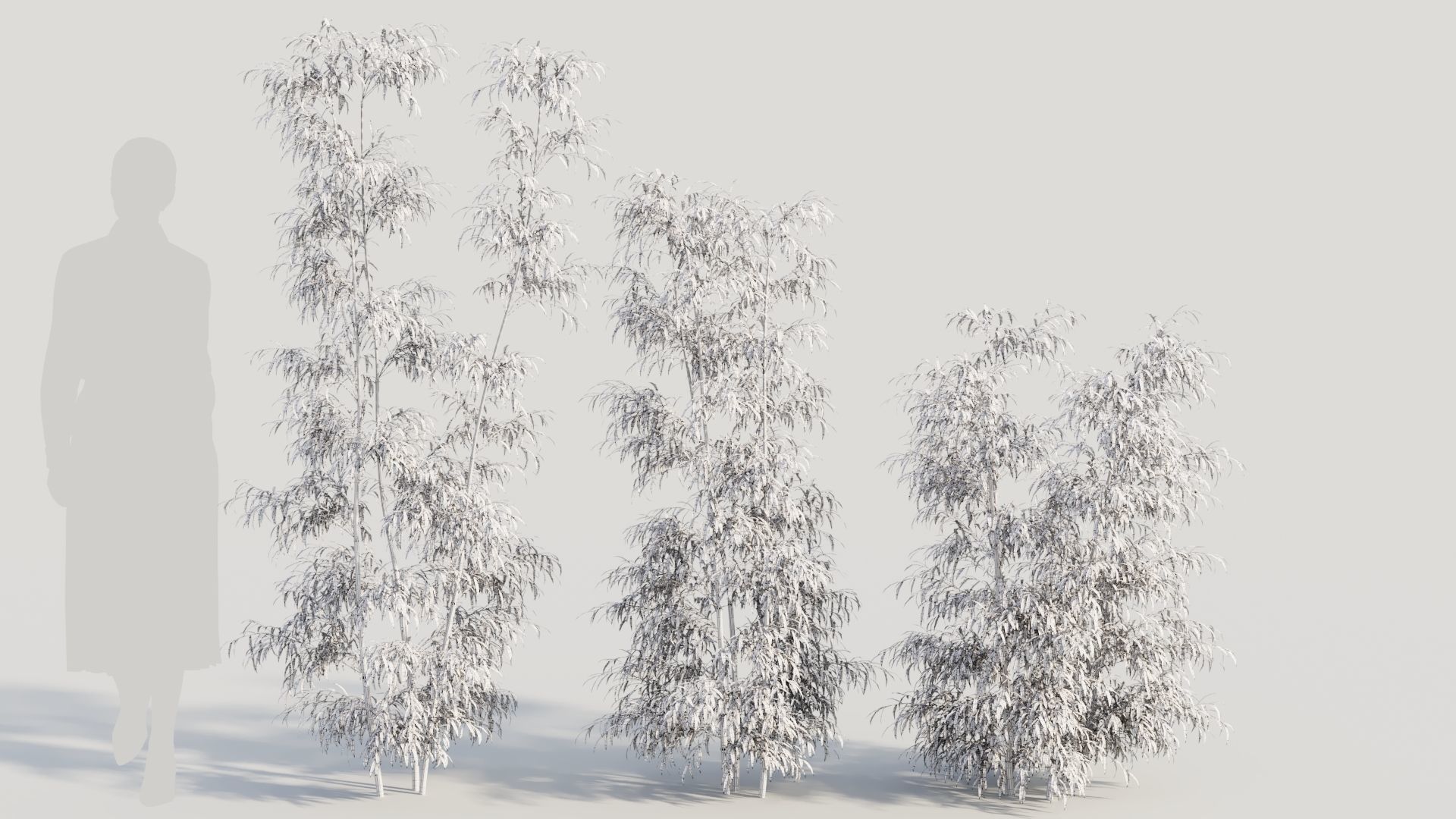 Bambusa multiplex a 3D model | CGTrader