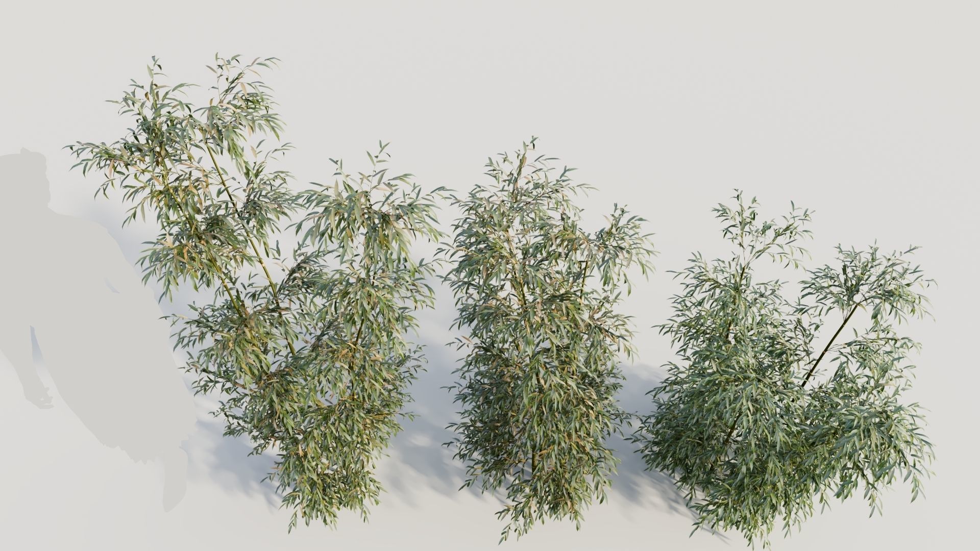 Bambusa multiplex a 3D model | CGTrader