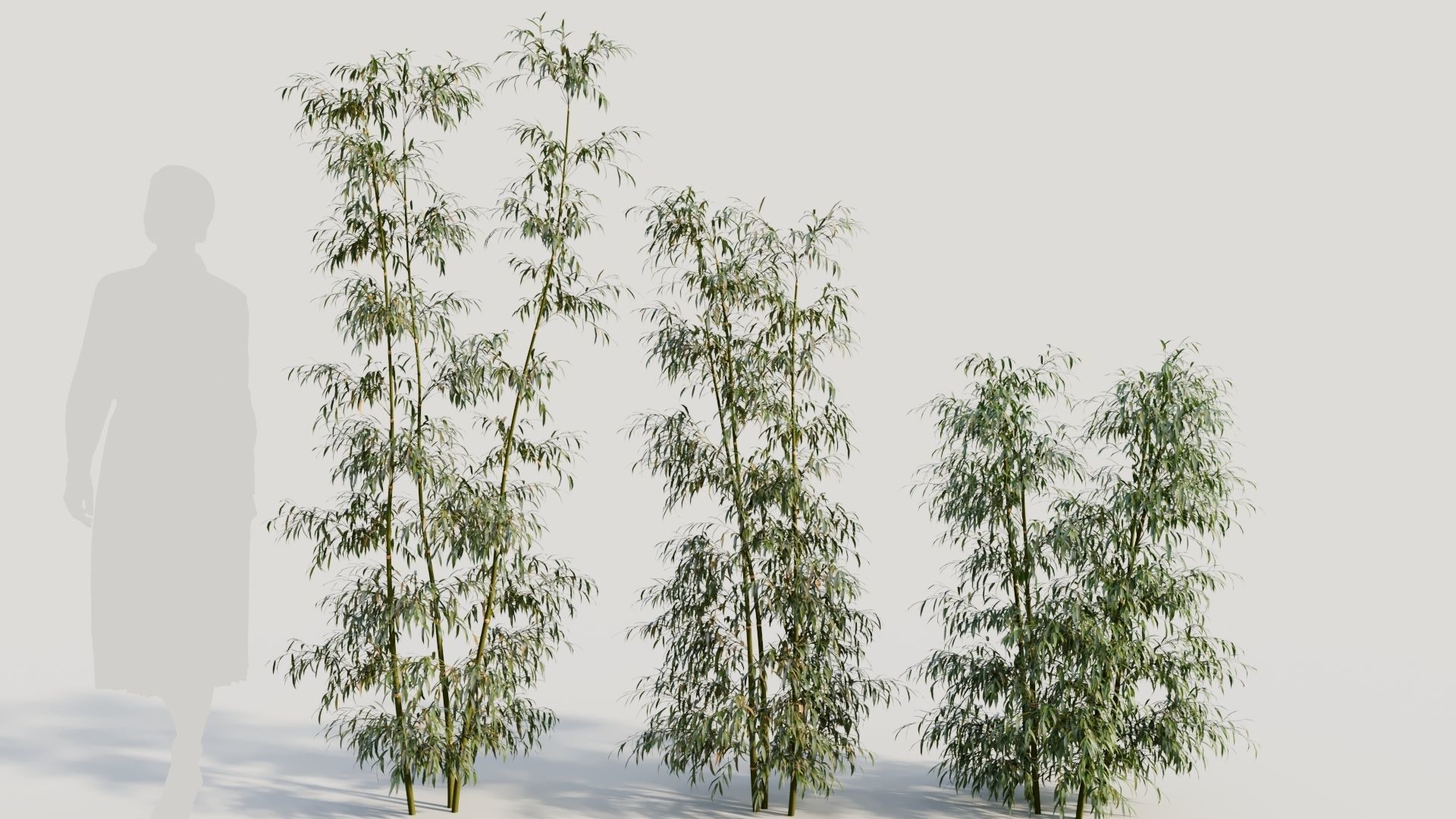 Bambusa multiplex a 3D model | CGTrader