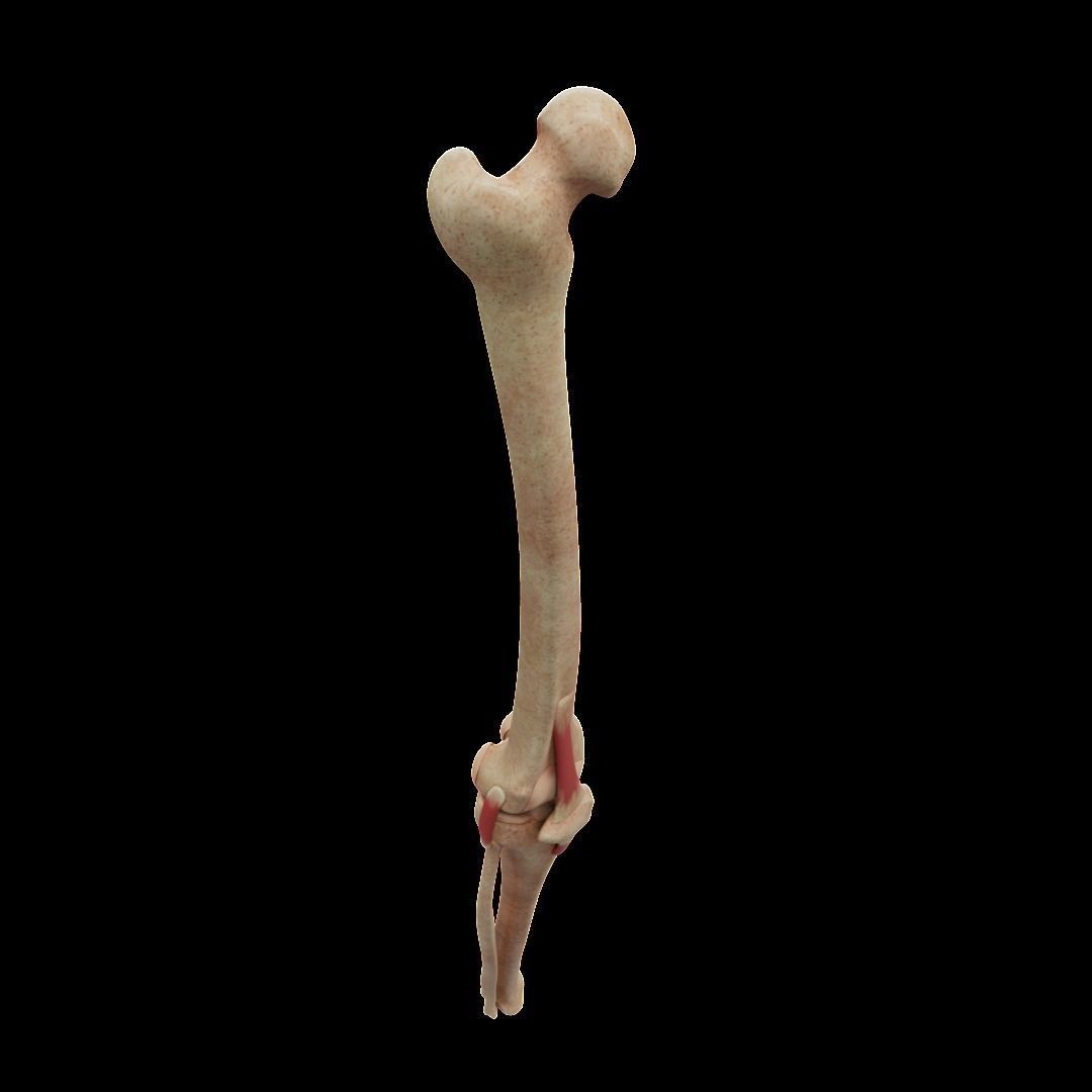 3D model Human Knee Bones And Meniscus VR / AR / low-poly | CGTrader