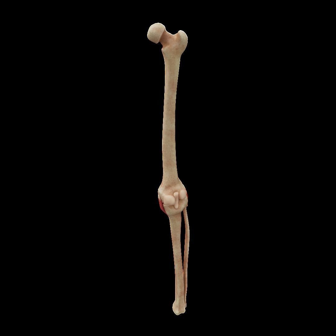 3D model Human Knee Bones And Meniscus VR / AR / low-poly | CGTrader