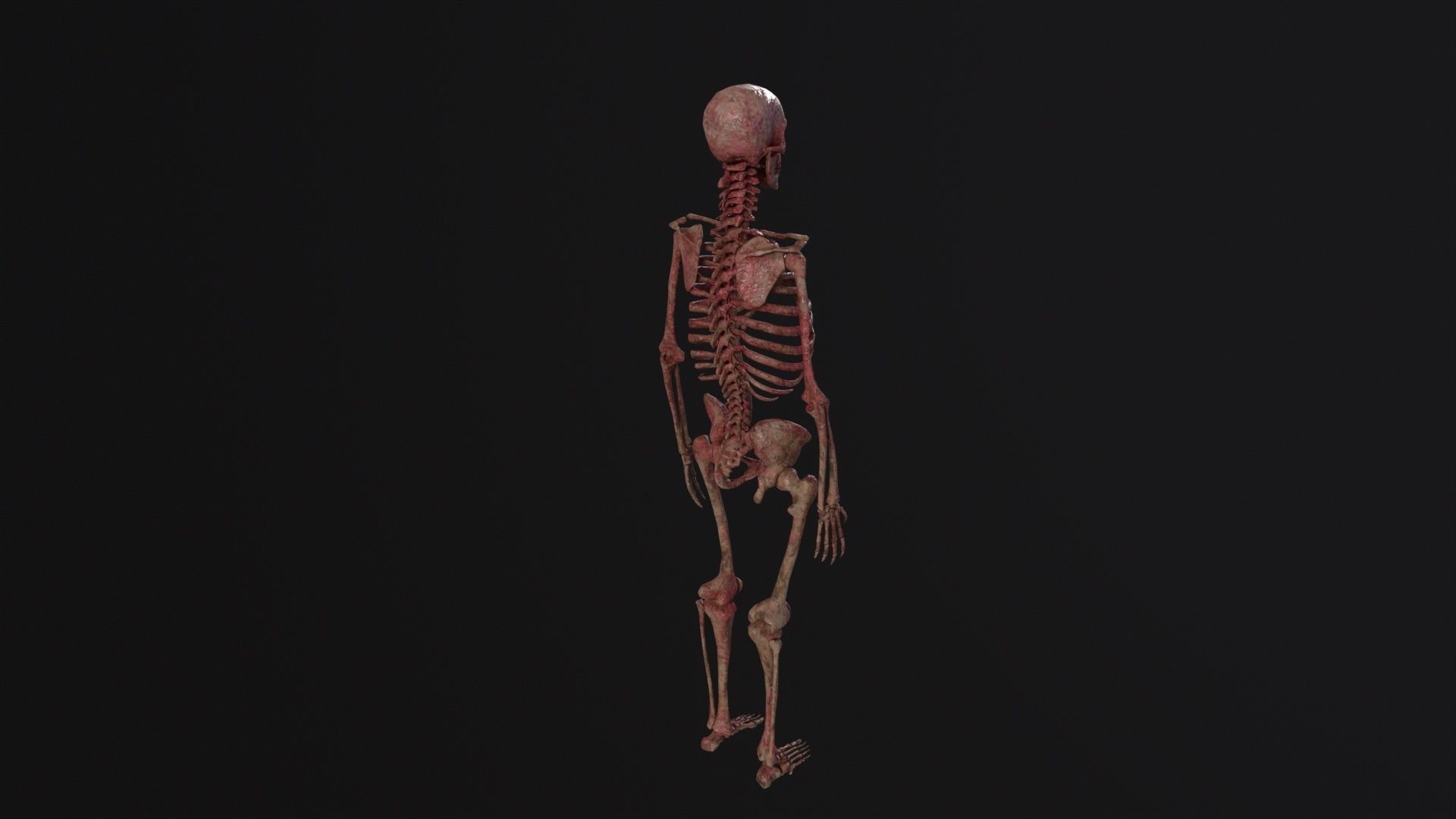 3D model Human Skeleton VR / AR / low-poly | CGTrader