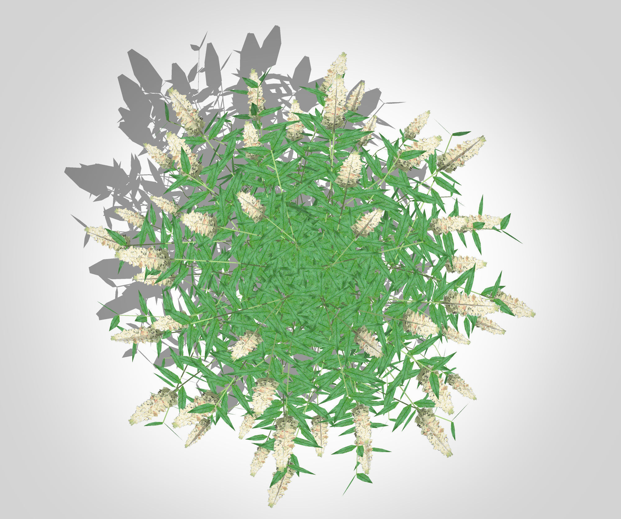 3D model Plant Buddleia Butterfly Bush White VR / AR / low-poly | CGTrader