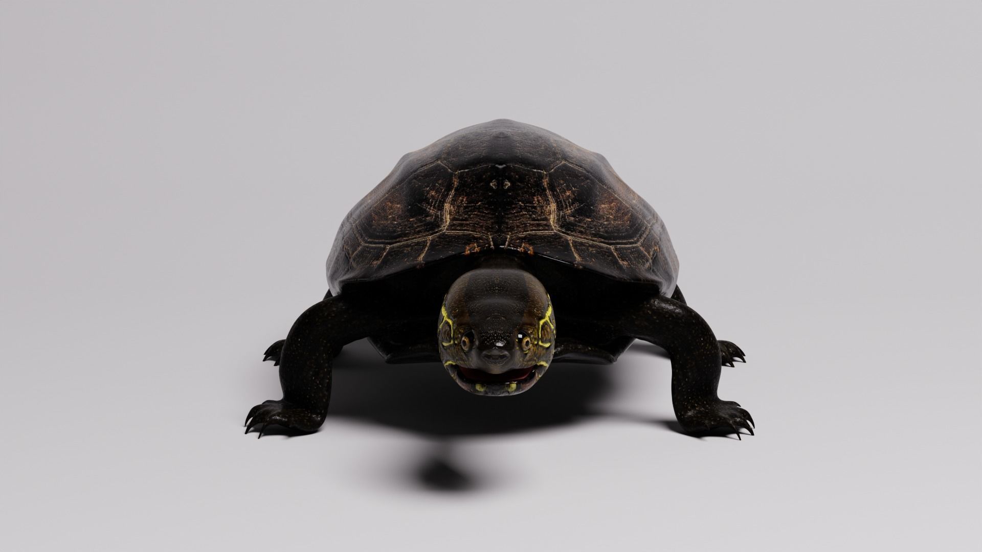 Realistic Turtle high res 3D model 3D model | CGTrader
