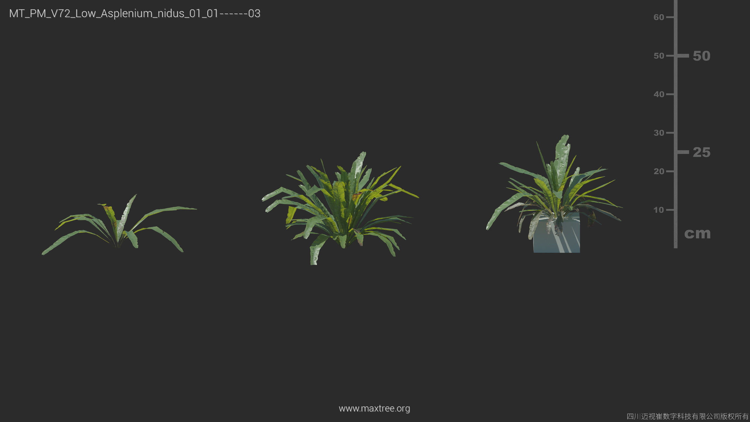 Maxtree Plant Models Vol 72 Low Poly - Mesh 3D model | CGTrader