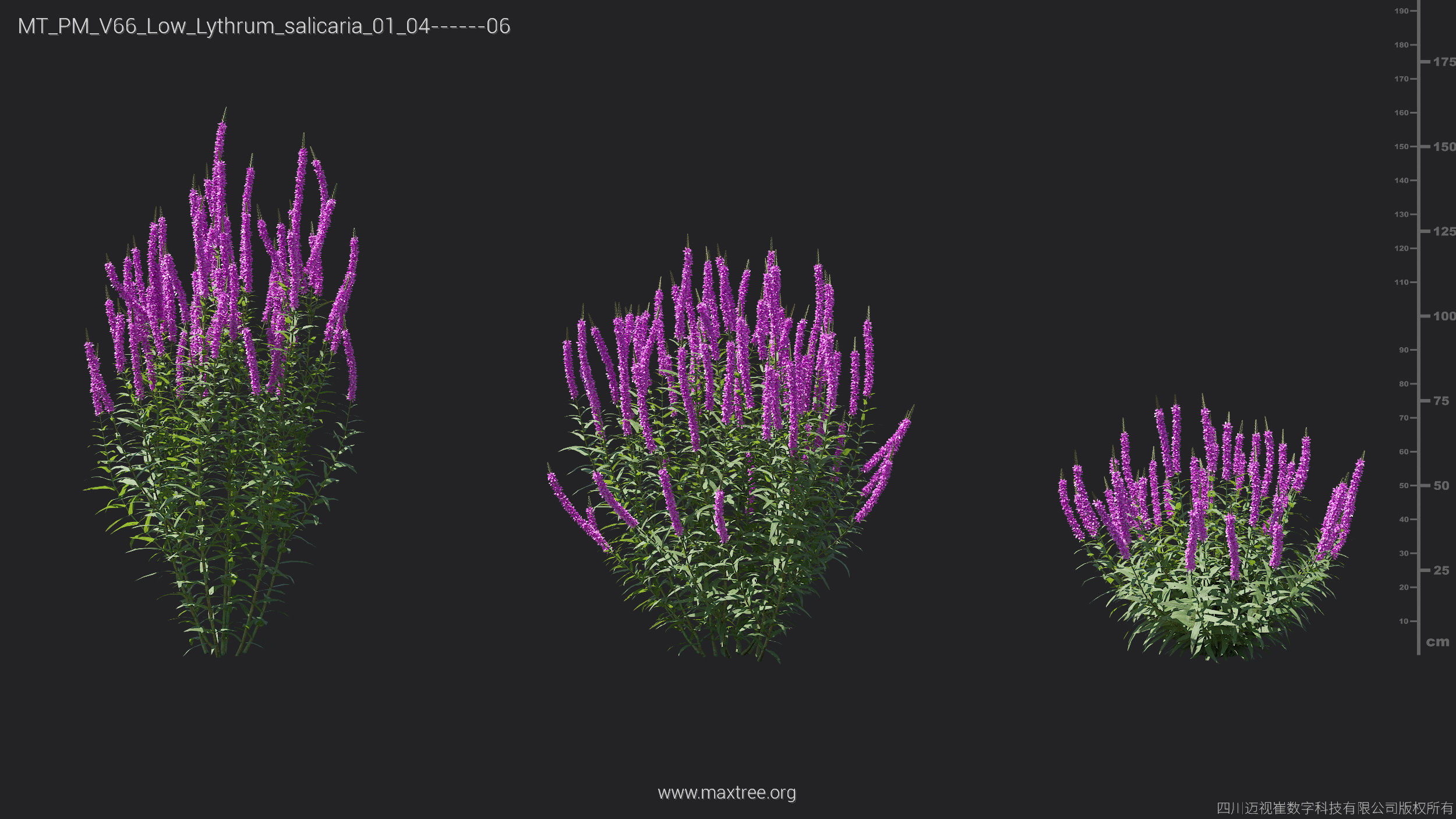 Maxtree Plant Models Vol 66 Low Poly - Mesh 3D model | CGTrader