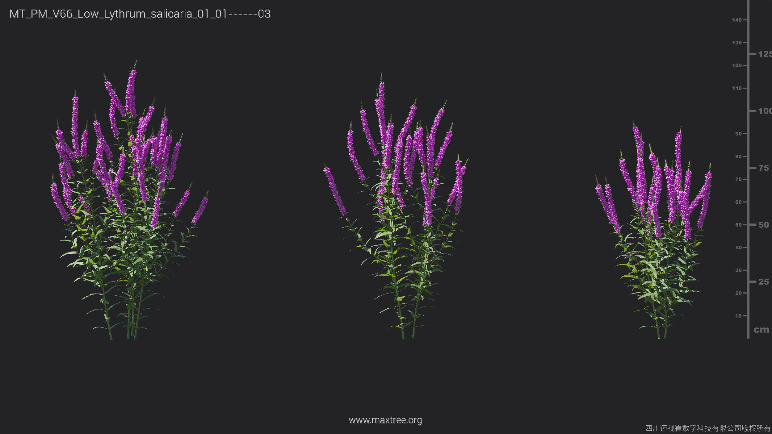Maxtree Plant Models Vol 66 Low Poly - Mesh 3D model | CGTrader