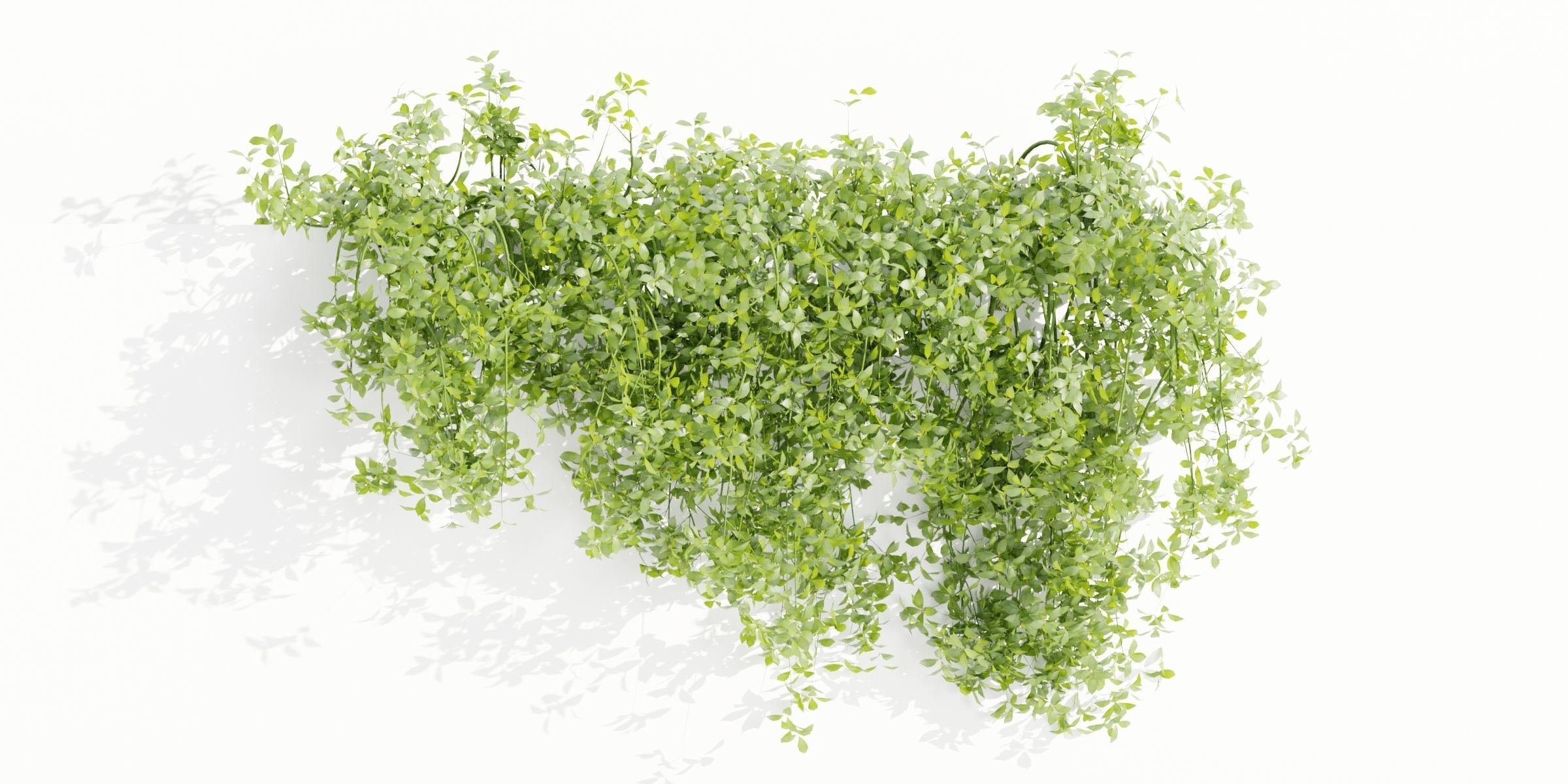 Hanging wall creeper plants collection vol 190-Blender 3D model | CGTrader