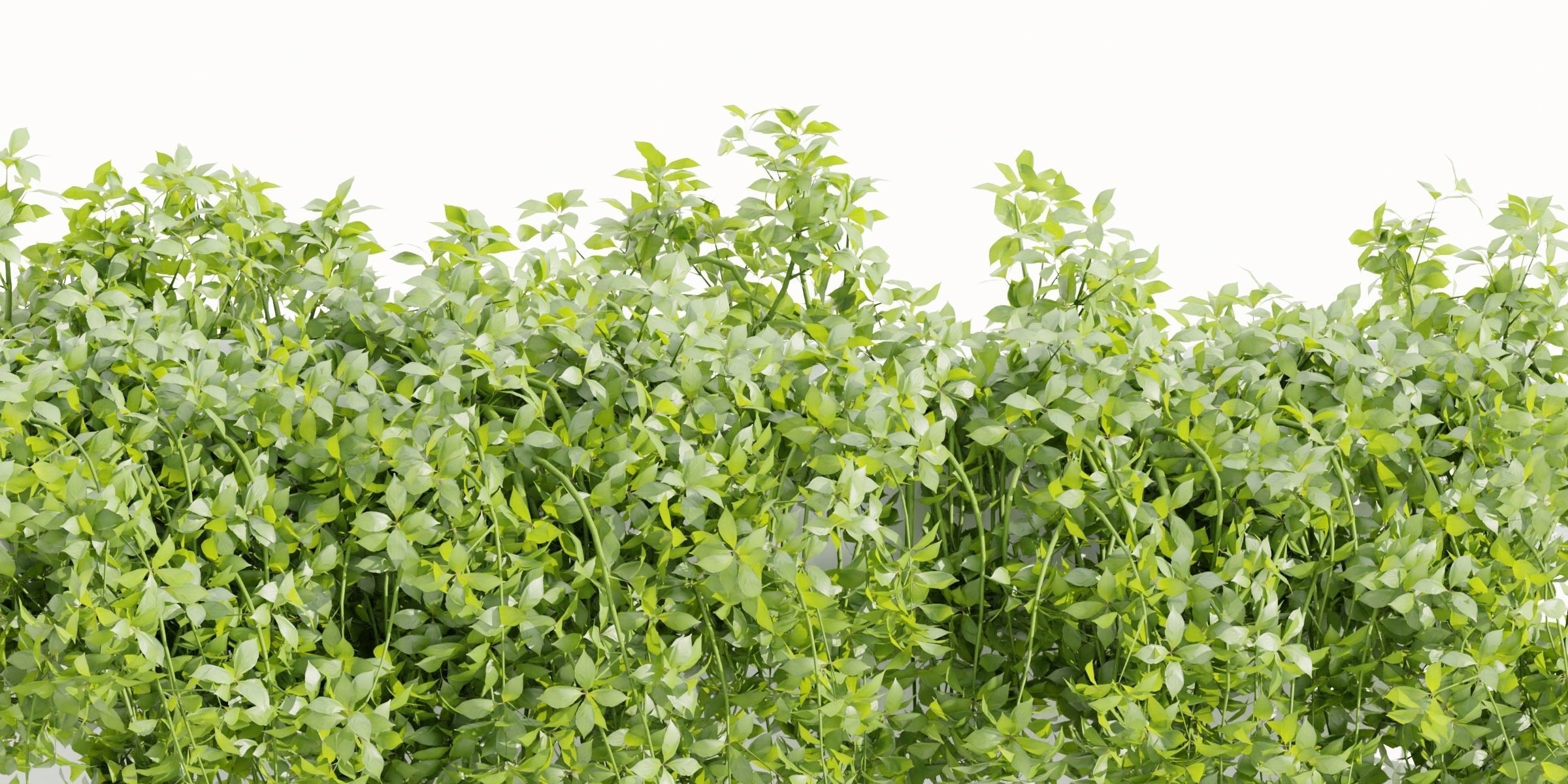 Hanging wall creeper plants collection vol 190-Blender 3D model | CGTrader