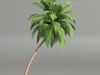 Palm trees collection 195-Blender 3D model | CGTrader