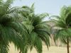 Palm trees collection 195-Blender 3D model | CGTrader
