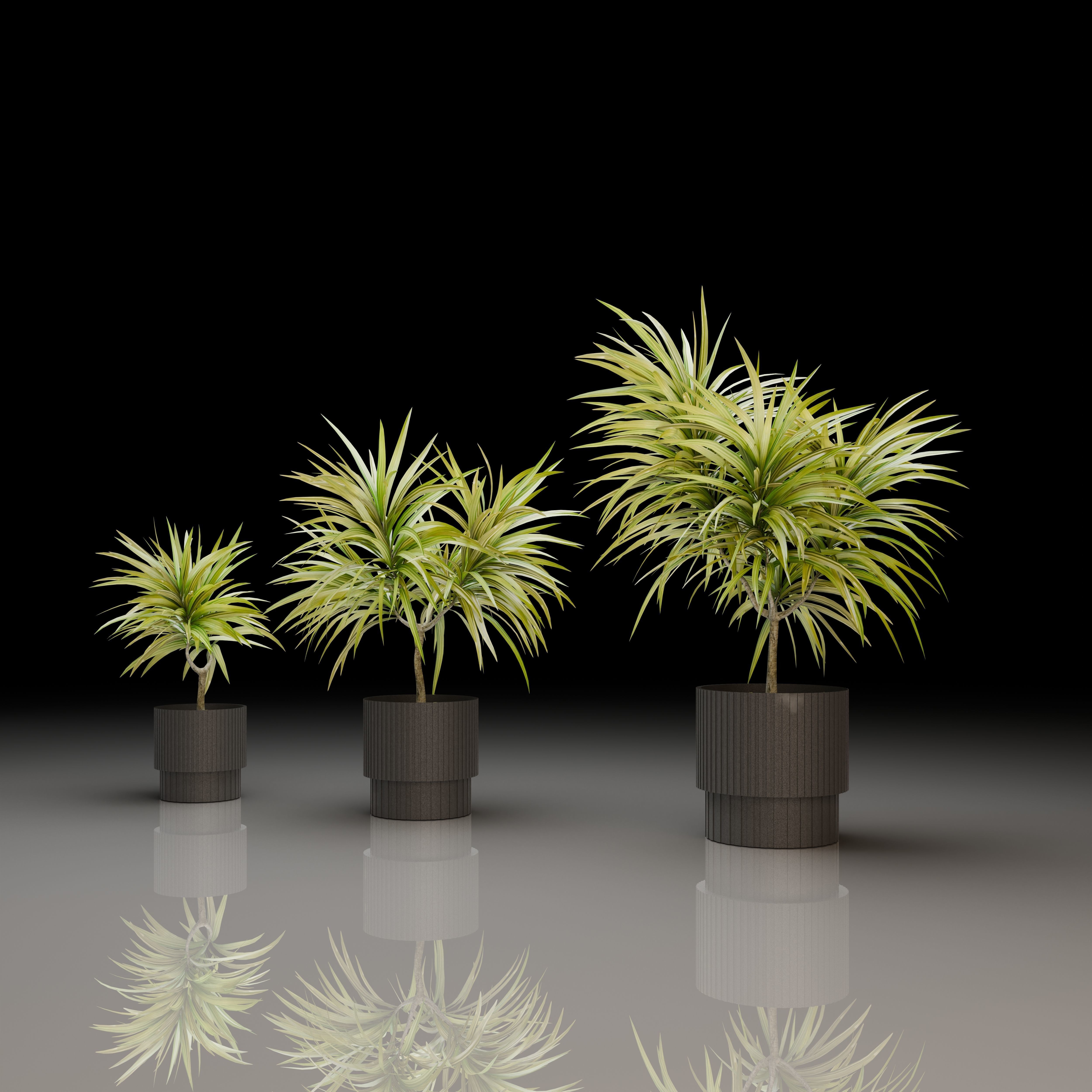Dracaena Cambodiana Collection 3D model | CGTrader