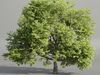 Oak Tree for landscapes vol 198-Blender 3D model | CGTrader