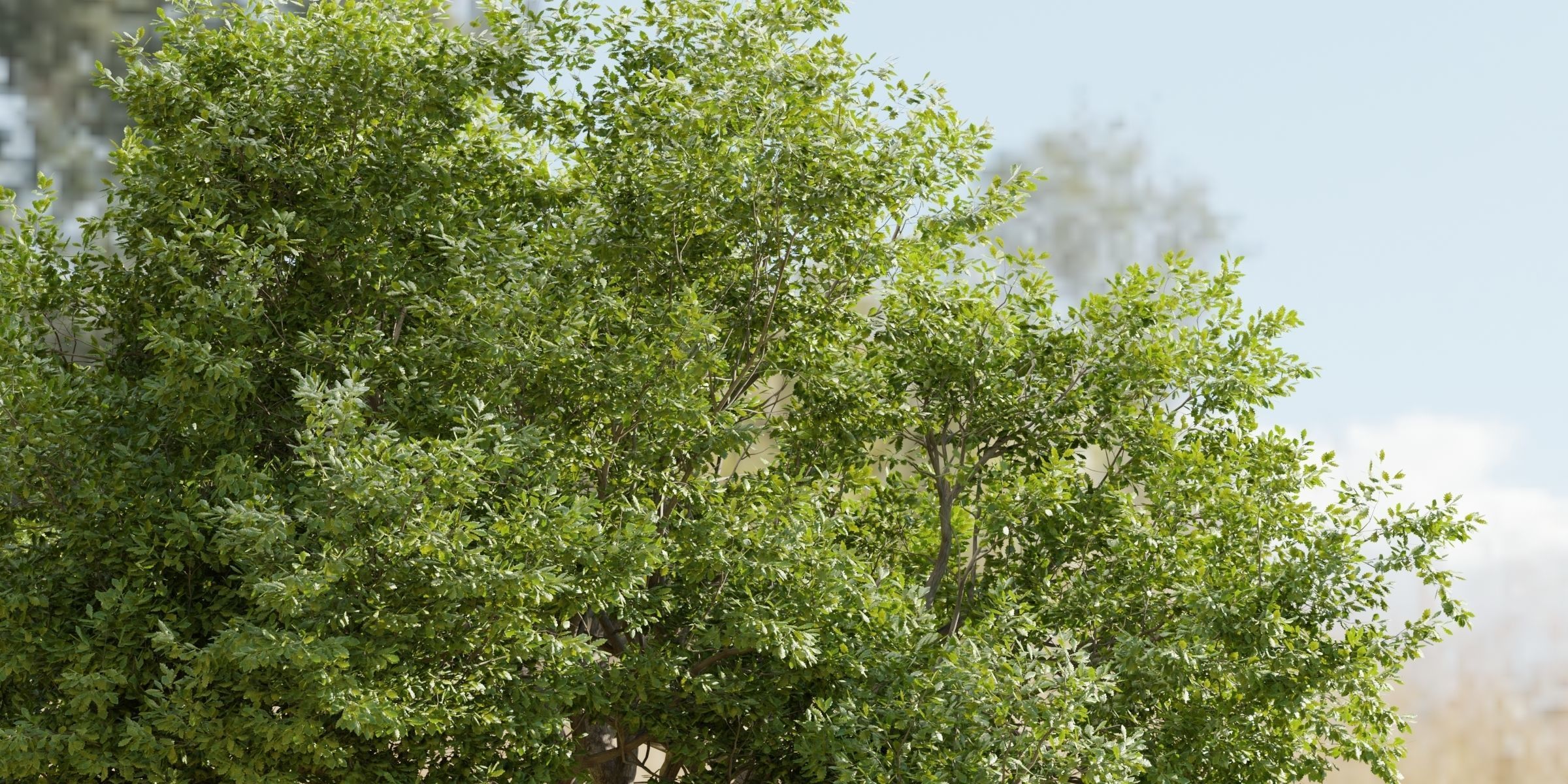 Oak Tree for landscapes vol 198-Blender 3D model | CGTrader