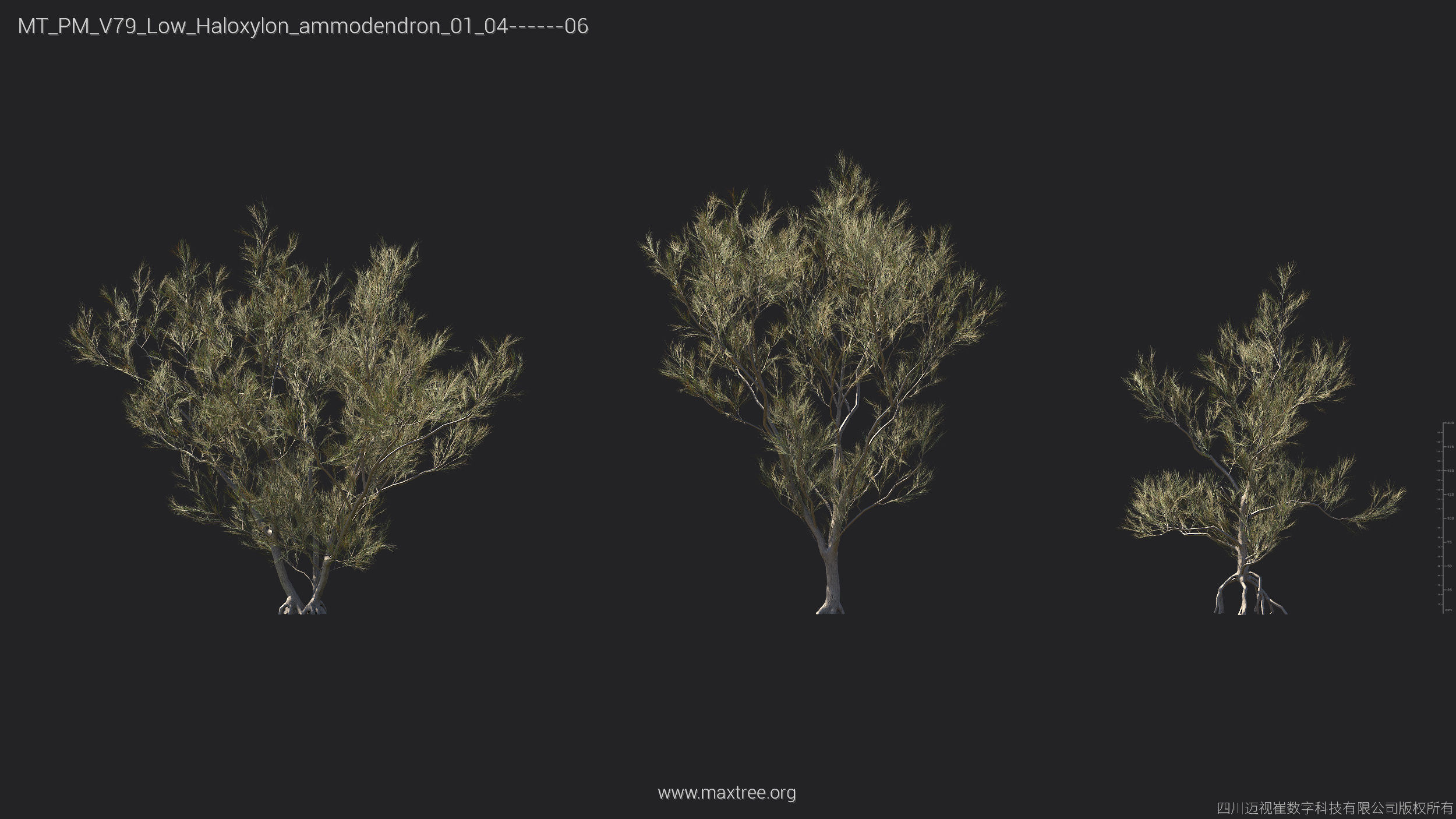 Maxtree Plant Models Vol 79 Low Poly - Mesh 3D model | CGTrader
