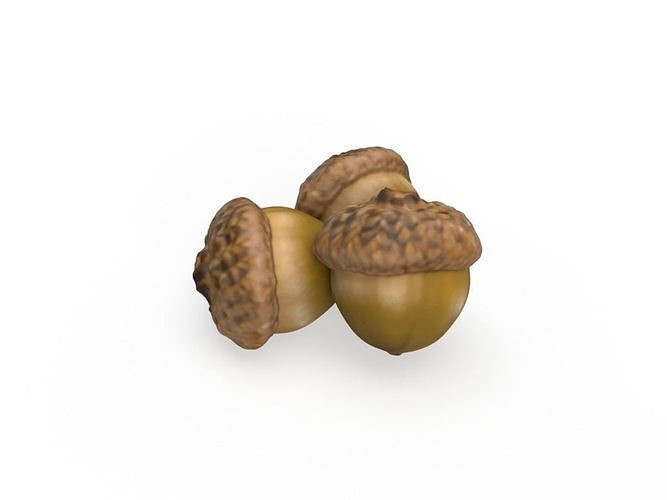 Chestnut 3D model 3D Scan 3D model | CGTrader