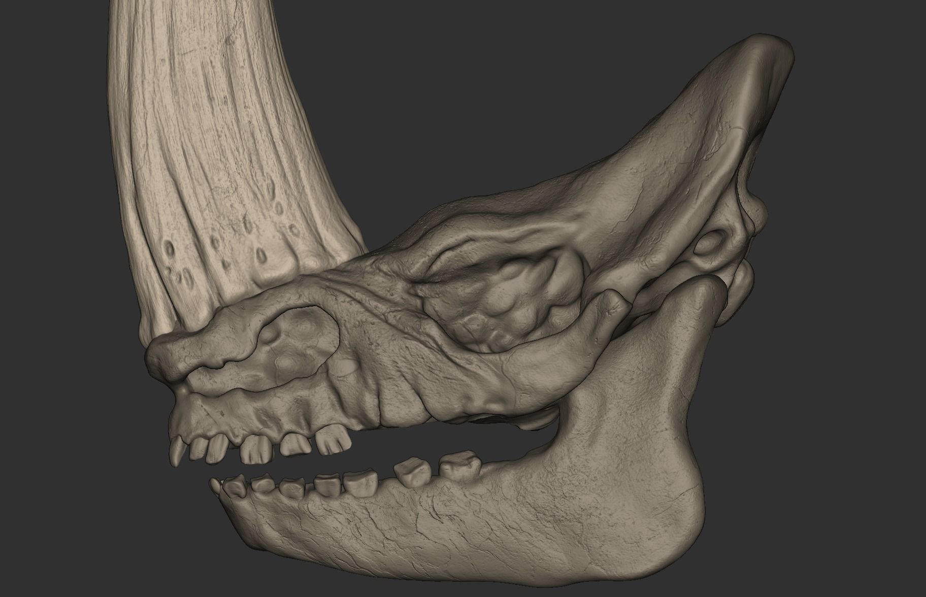 Mudhorn Skull 3D model 3D printable | CGTrader