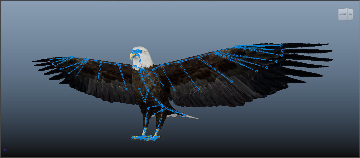 3D model Realistic Animated Bald Eagle VR / AR / low-poly | CGTrader