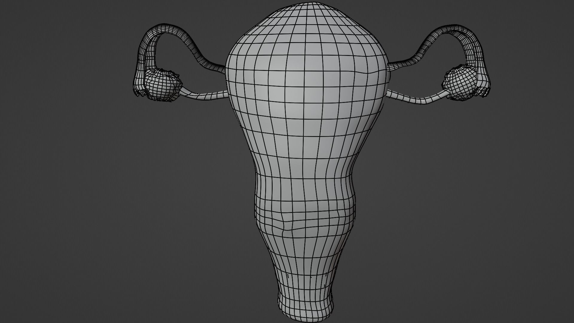 uterus 3D model | CGTrader