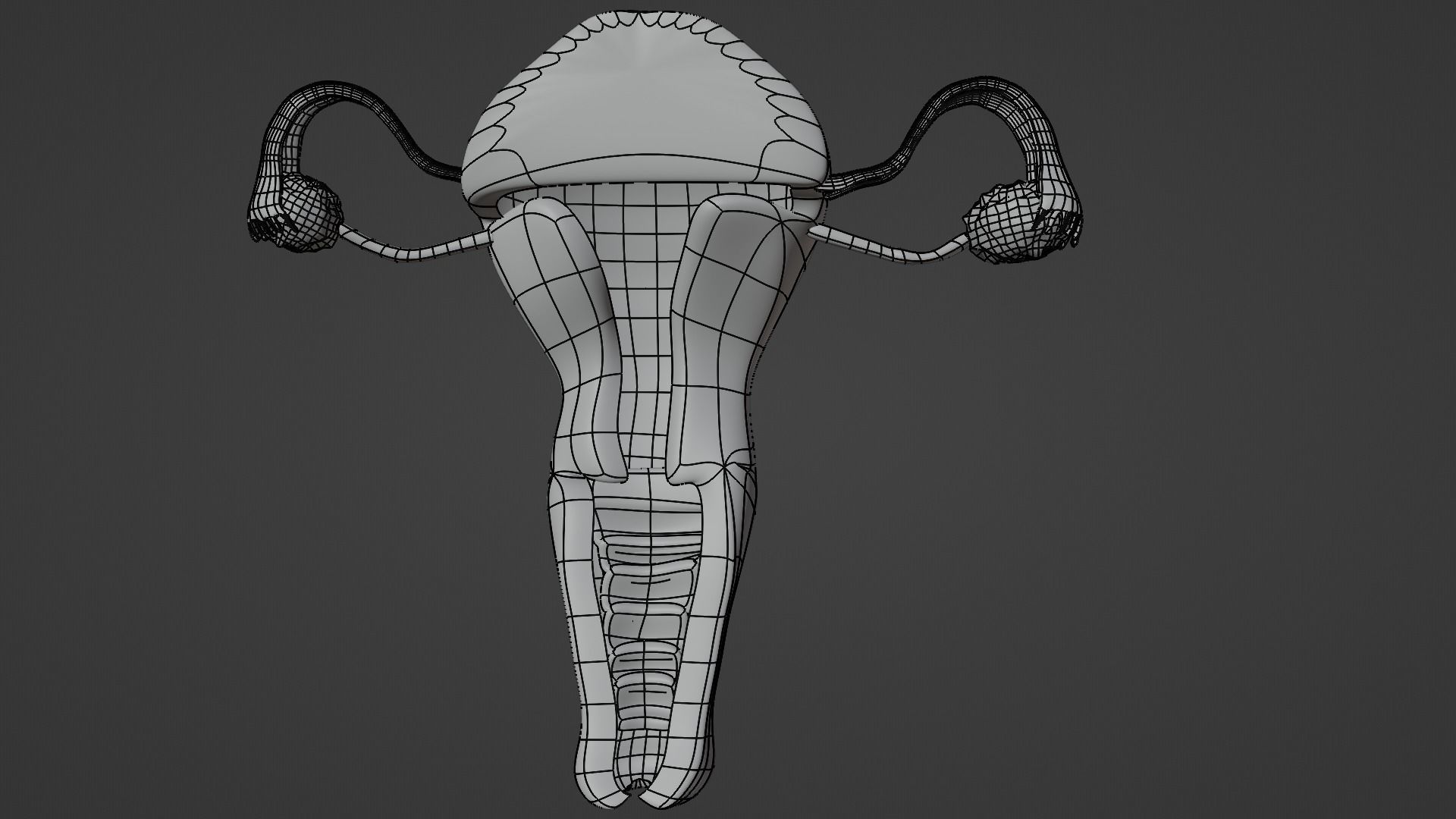 uterus 3D model | CGTrader