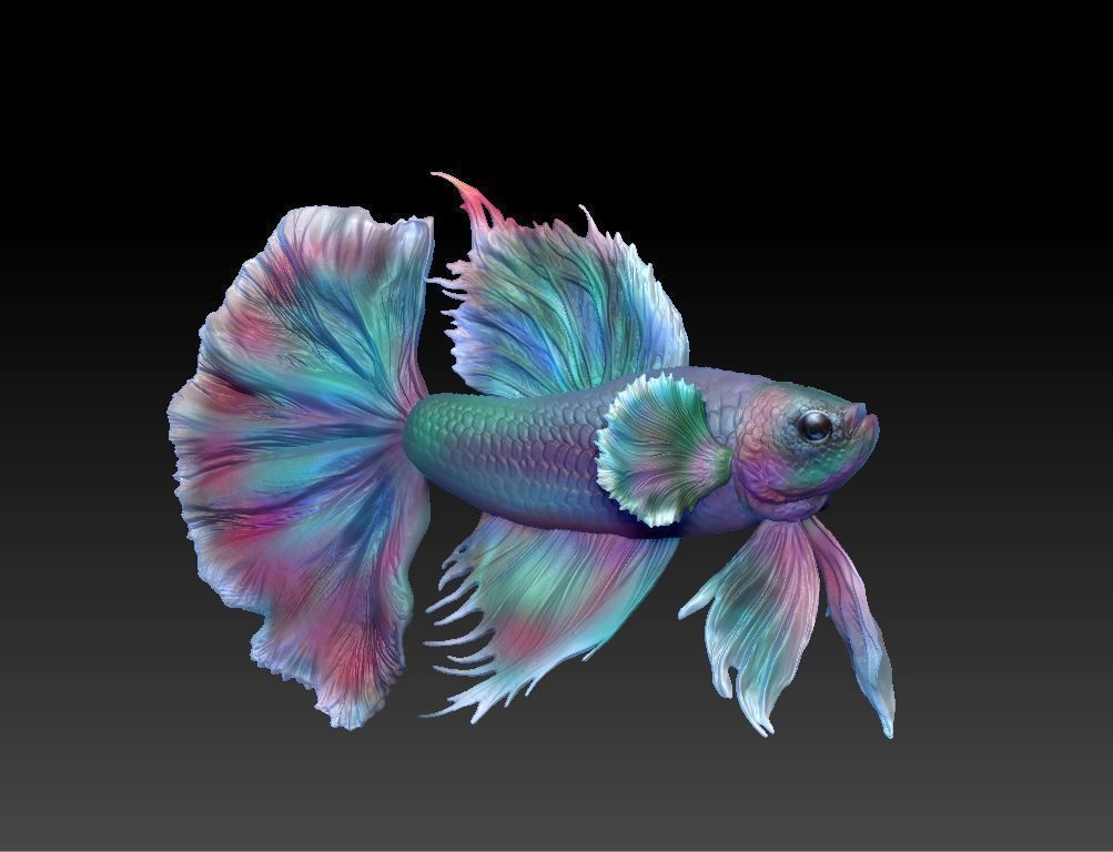 Betta fighting fish 2 models 3D model 3D printable | CGTrader