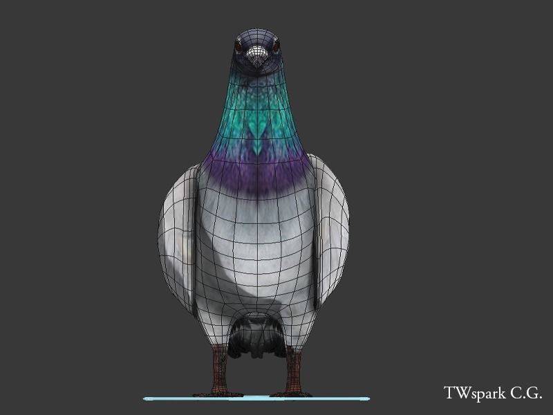 3D model Pigeon Rigged VR / AR / low-poly | CGTrader