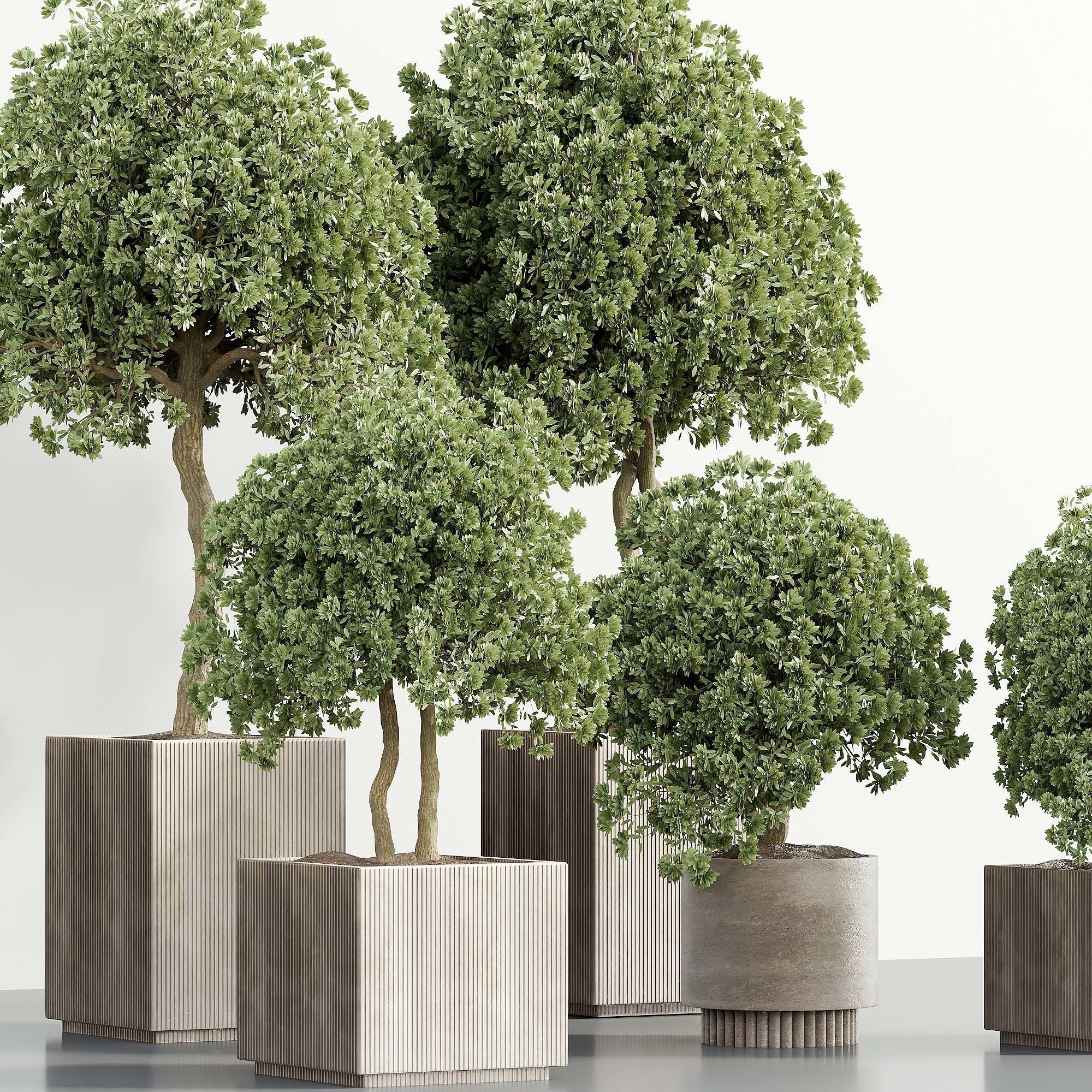 indoor plant Set 096 3D model | CGTrader
