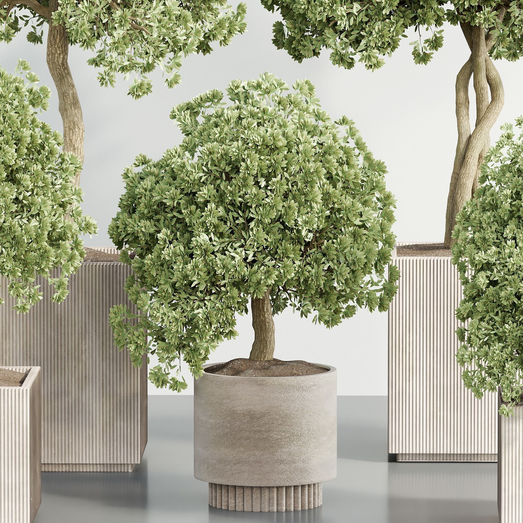 indoor plant Set 096 3D model | CGTrader